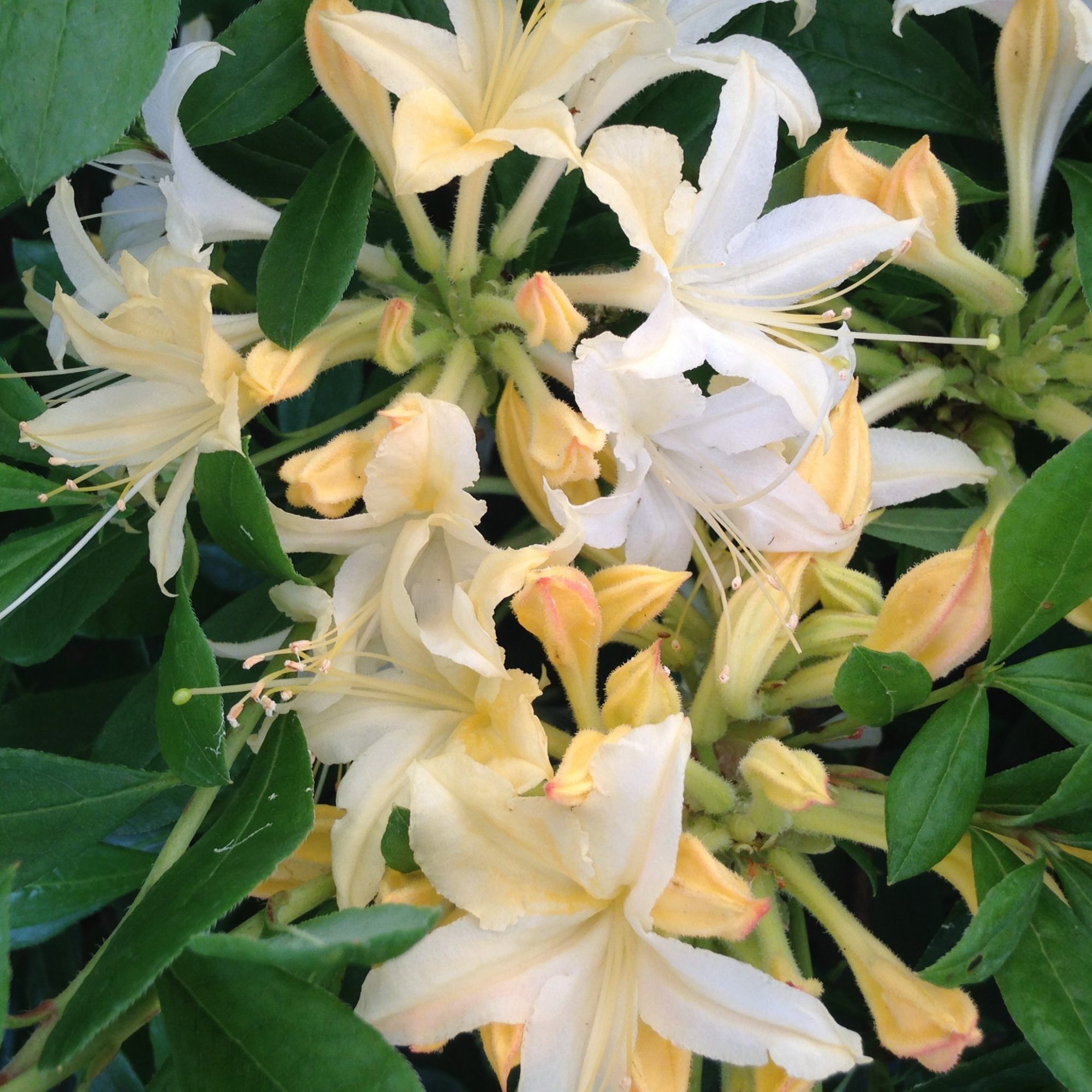 Deciduous Azalea Midsummer Moon - Deciduous Azaleas - Millais Nurseries