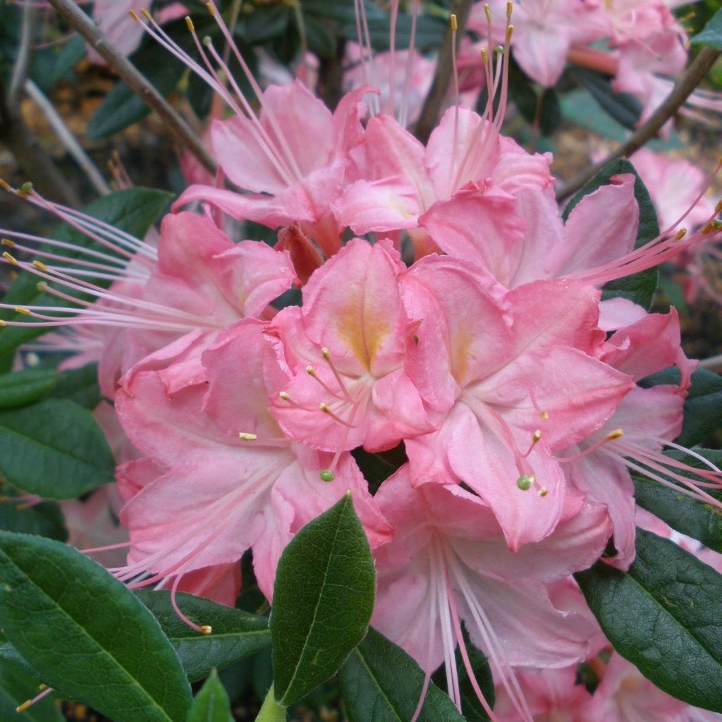 Deciduous Azalea Midsummer Rose - Deciduous Azaleas - Millais Nurseries