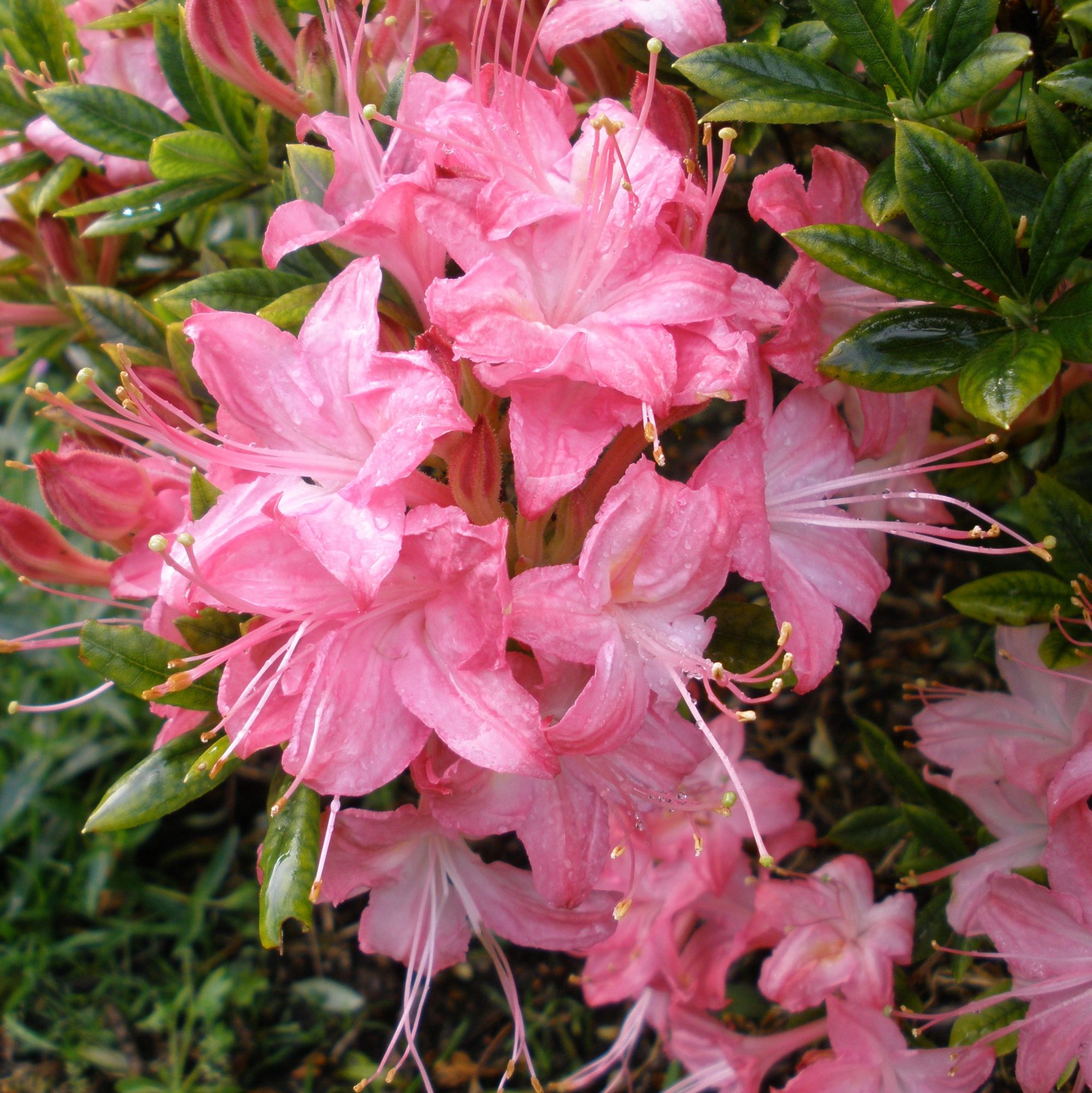 Deciduous Azalea Midsummer Rose - Deciduous Azaleas - Millais Nurseries