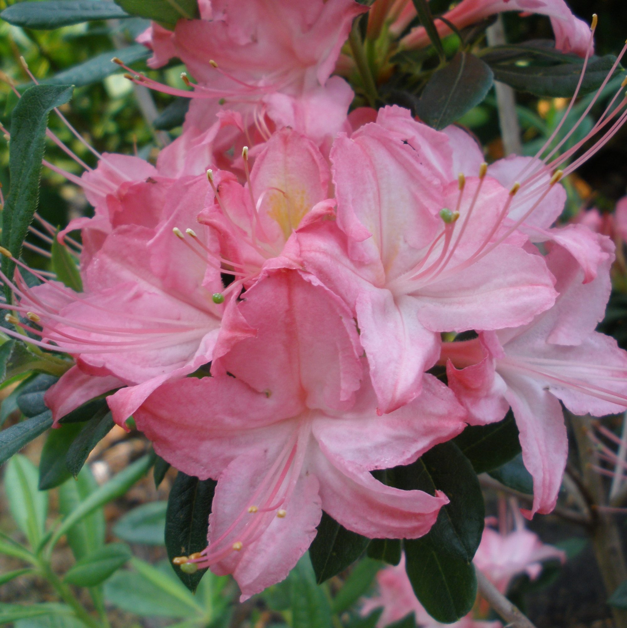 Deciduous Azalea Midsummer Rose - Deciduous Azaleas - Millais Nurseries