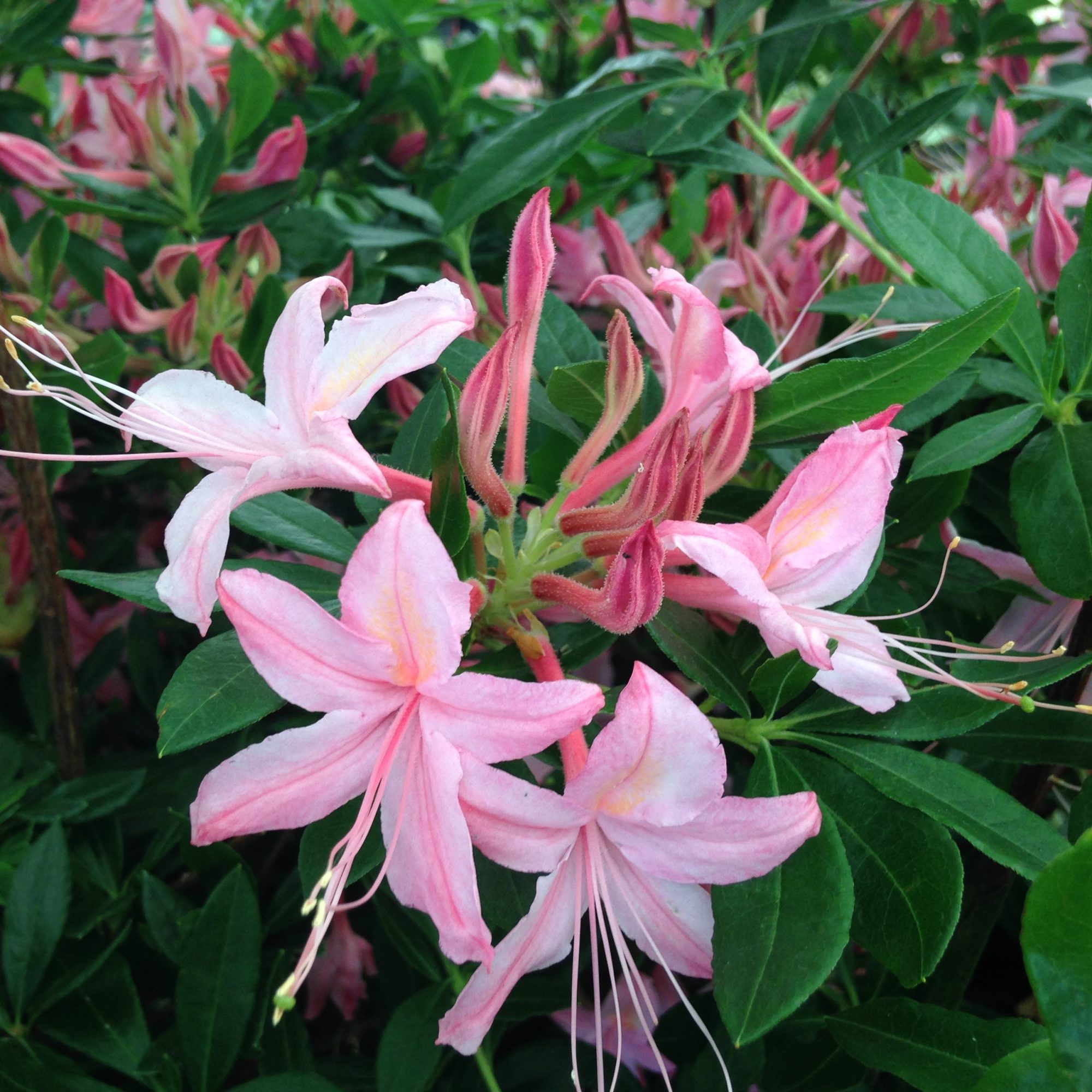 Deciduous Azalea Midsummer Star - Deciduous Azaleas - Millais Nurseries