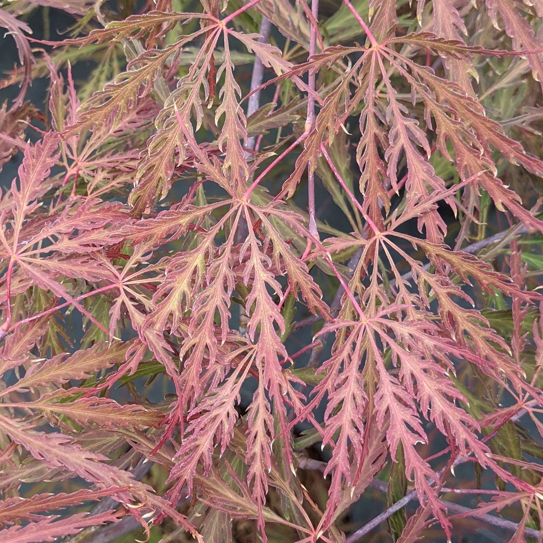 Acer palmatum dissectum 'Tamukeyama' - Tamukeyama Japanese Maple ...