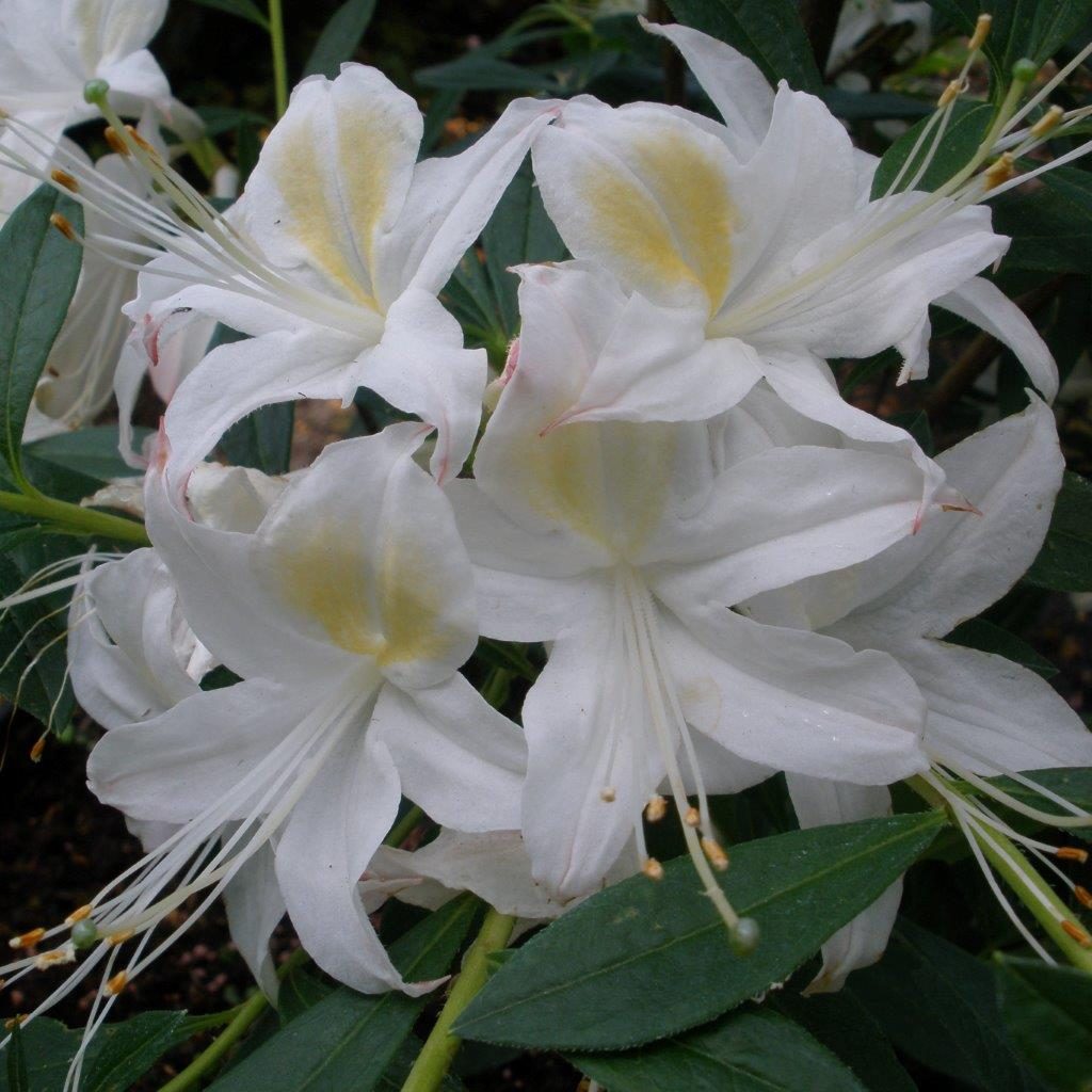 Deciduous Azalea Midsummer Wedding - Deciduous Azaleas - Millais Nurseries