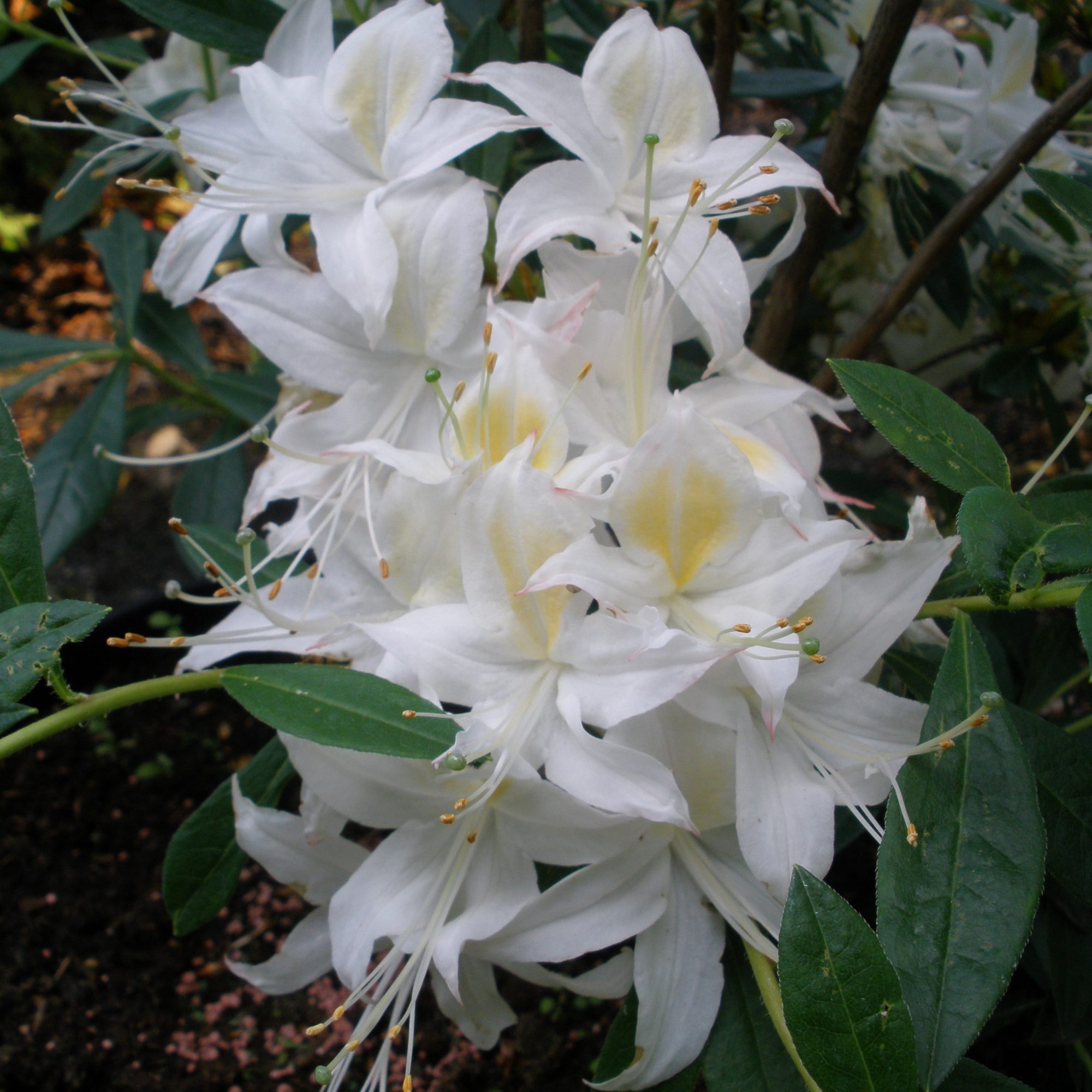 Deciduous Azalea Midsummer Wedding - Deciduous Azaleas - Millais Nurseries