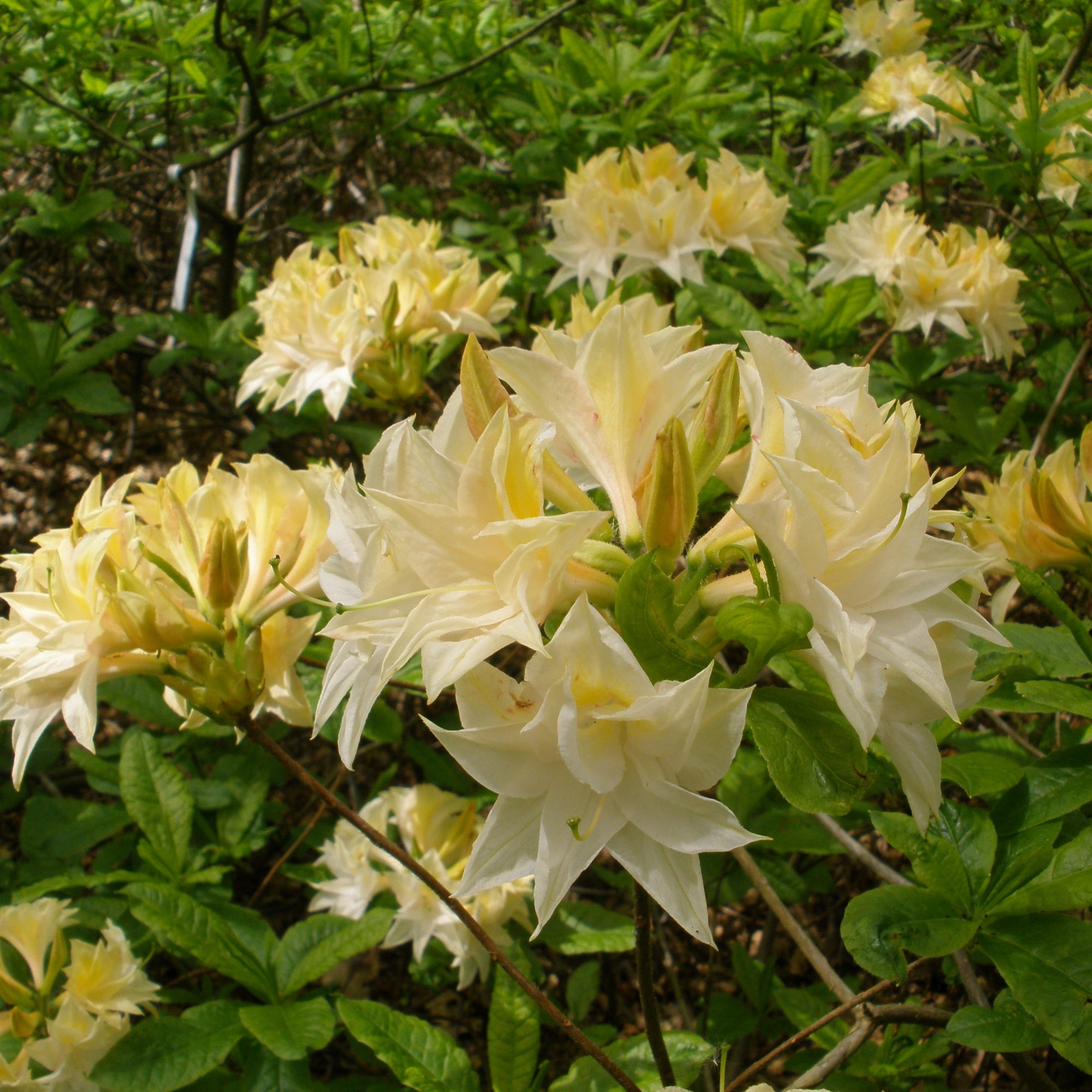 Milton Deciduous Azalea - Buy Rhododendron Milton online - Millais ...