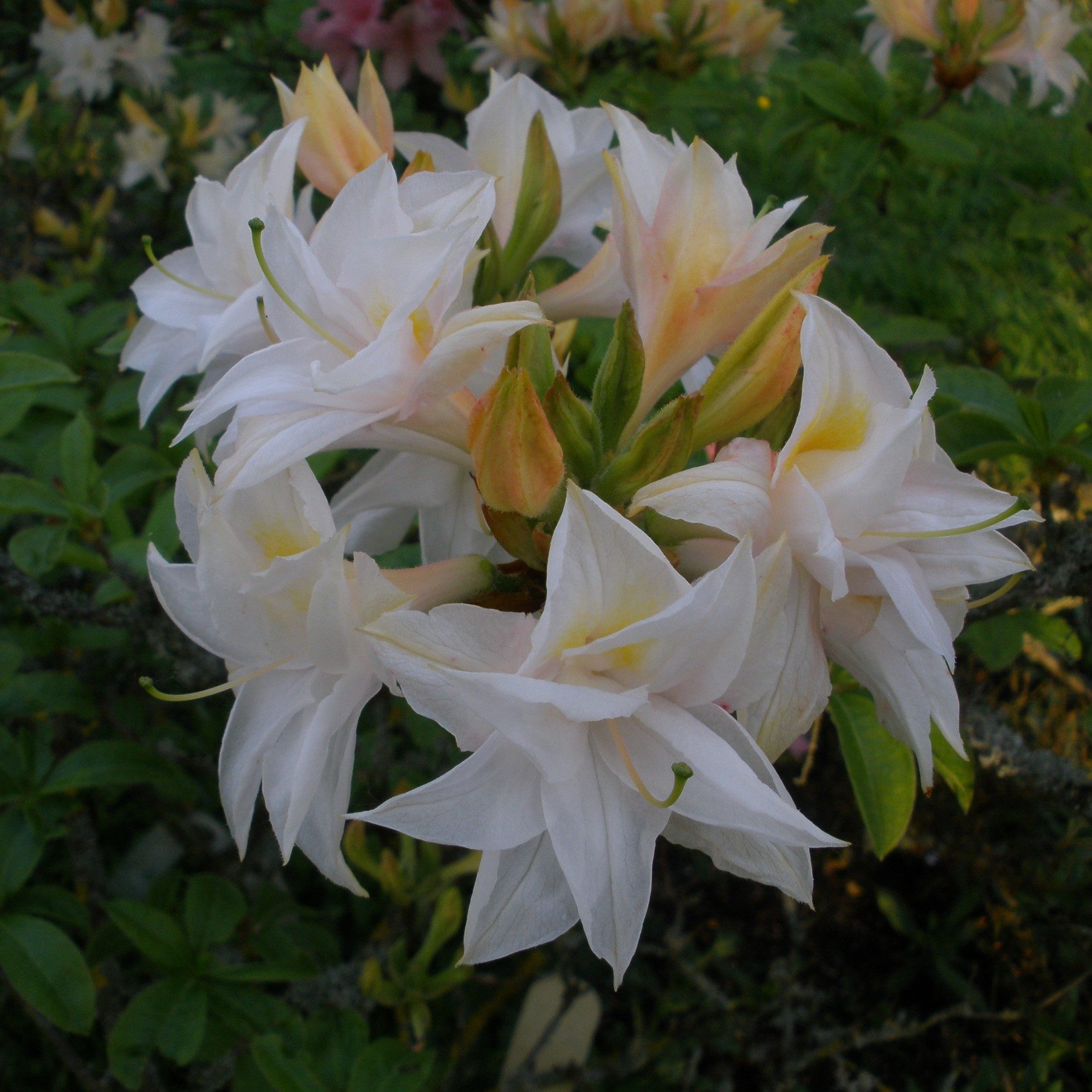 Milton Deciduous Azalea - Buy Rhododendron Milton online - Millais ...