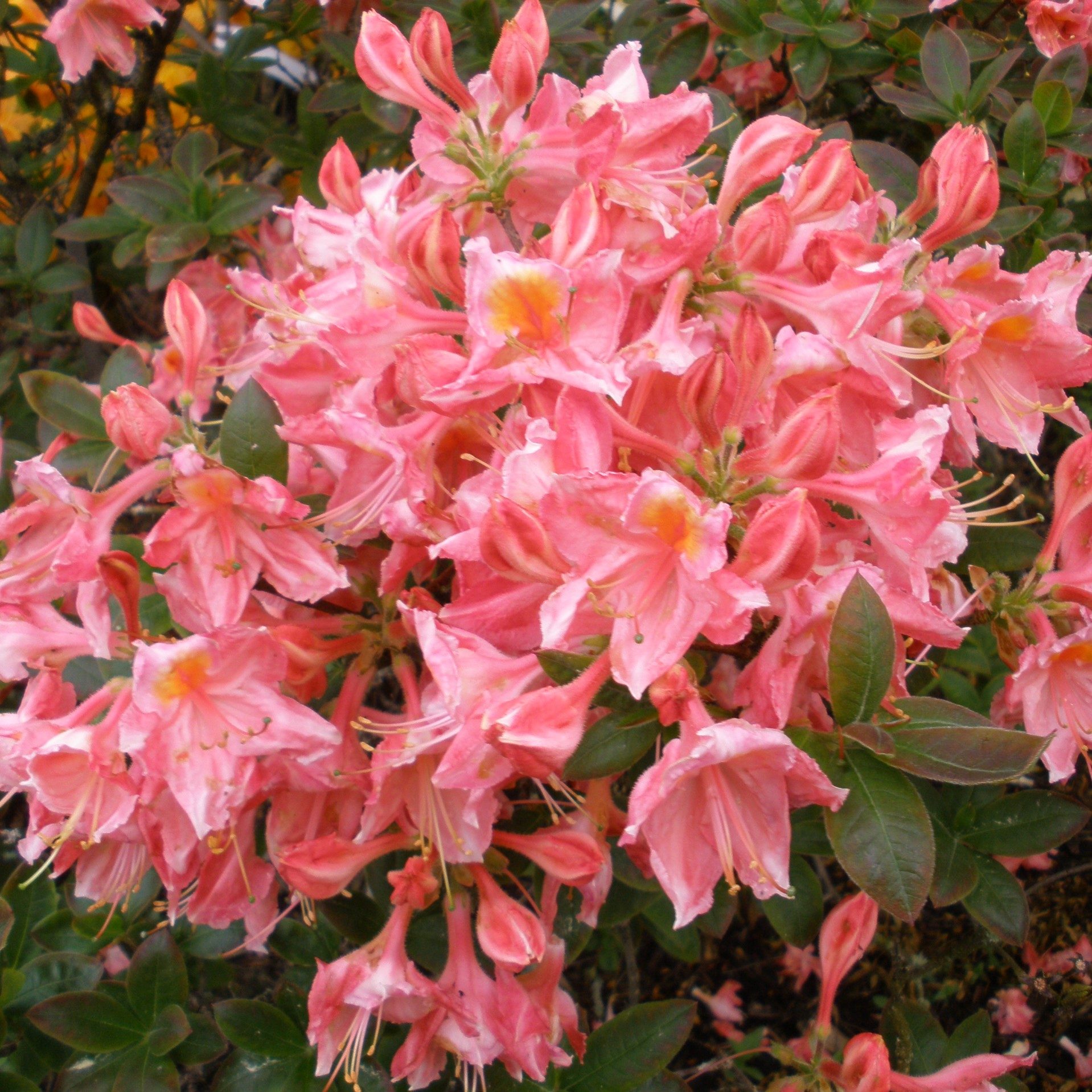 Azalea Niamh -Buy Niamh Deciduous Azaleas online - Millais Nurseries