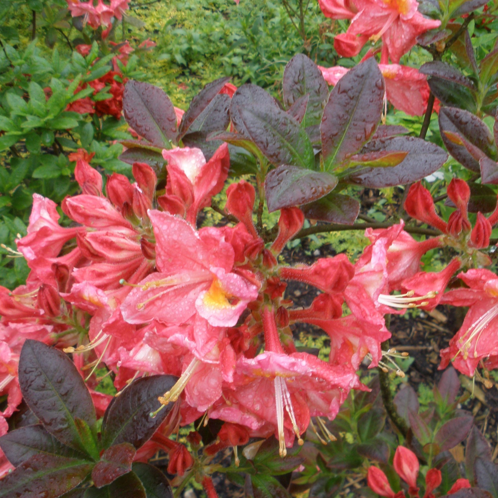 Azalea Niamh -Buy Niamh Deciduous Azaleas online - Millais Nurseries