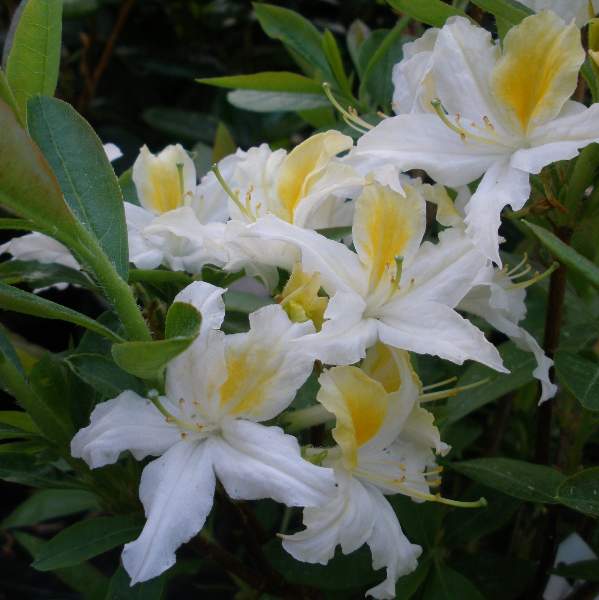 Northern Hi Lights Deciduous Azalea - Buy Rhododendron Northern Hi ...
