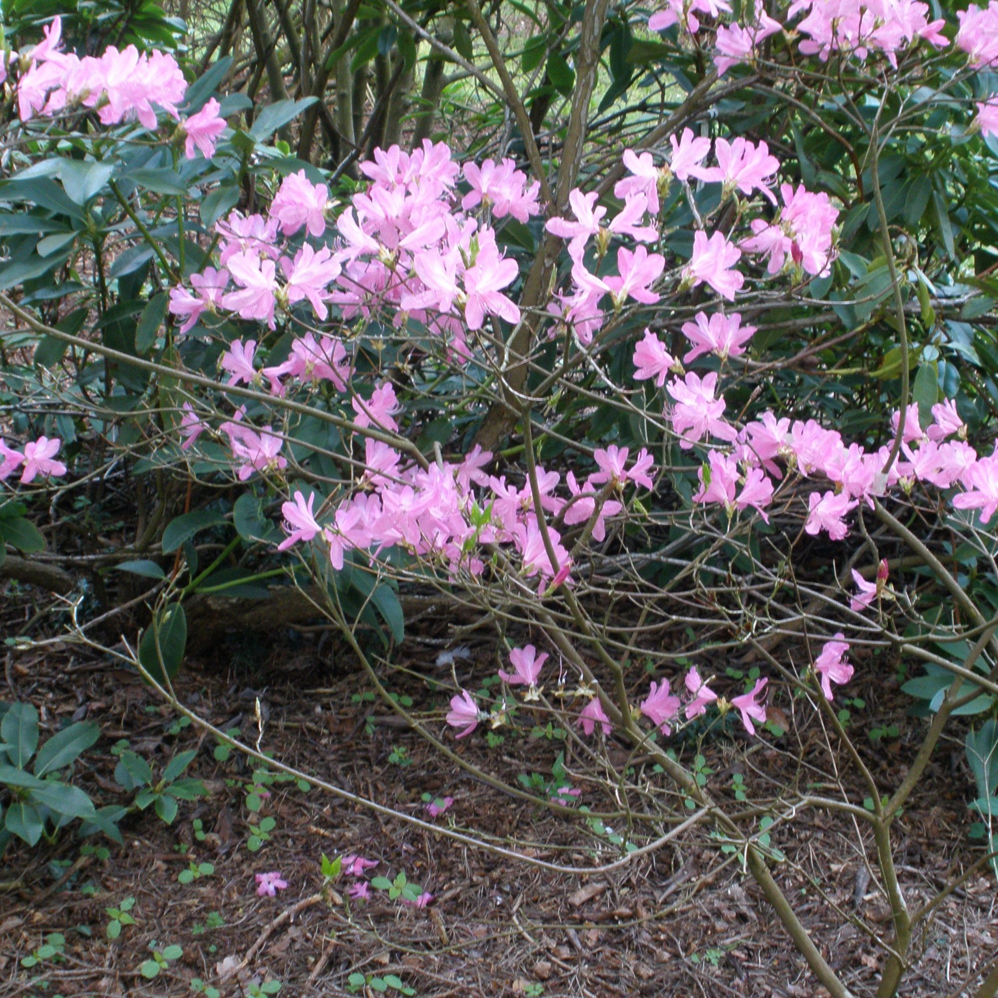 nudipes Deciduous Azalea - Buy Rhododendron nudipes online - Millais ...