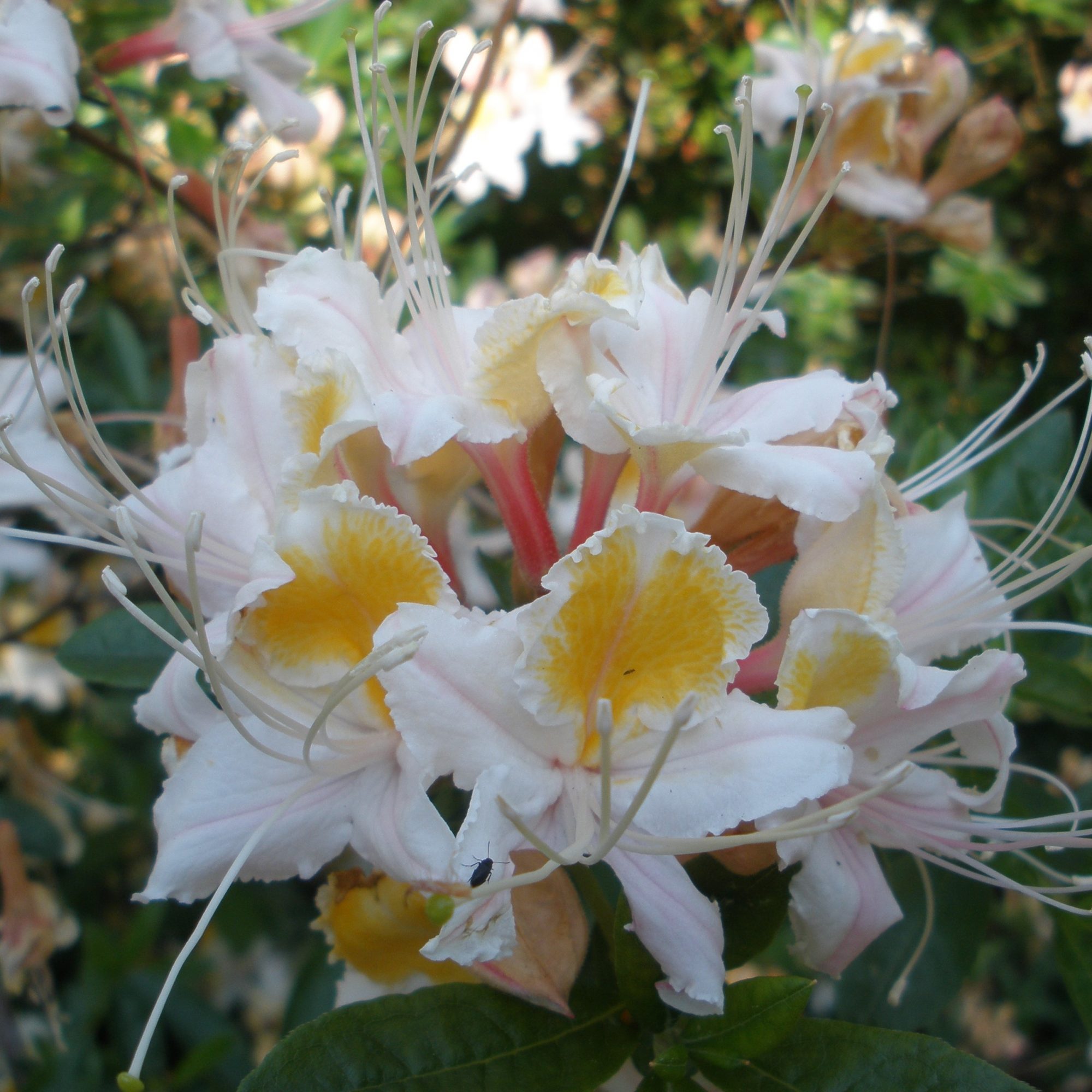 occidentale Deciduous Azalea - Buy Rhododendron occidentale AGM online ...