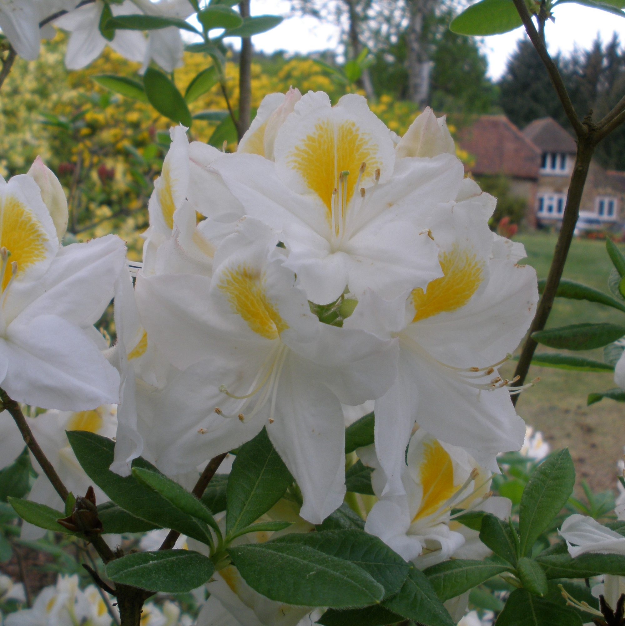 Persil Deciduous Azalea - Buy Rhododendron Persil AGM online - Millais ...