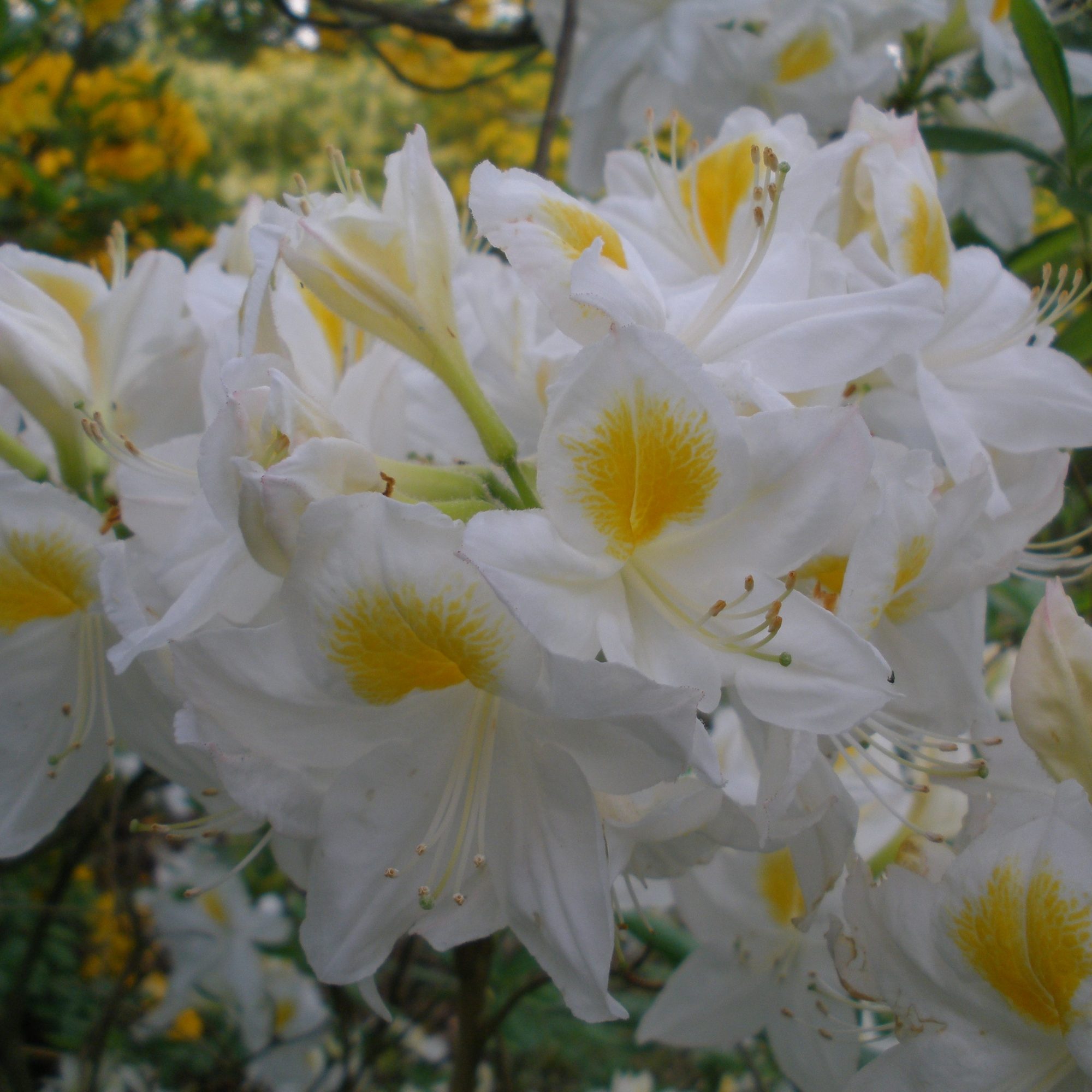 Persil Deciduous Azalea - Buy Rhododendron Persil AGM online - Millais ...