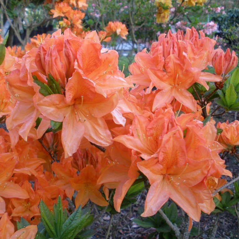 Queen Emma Deciduous Azalea - Buy Rhododendron Queen Emma online ...