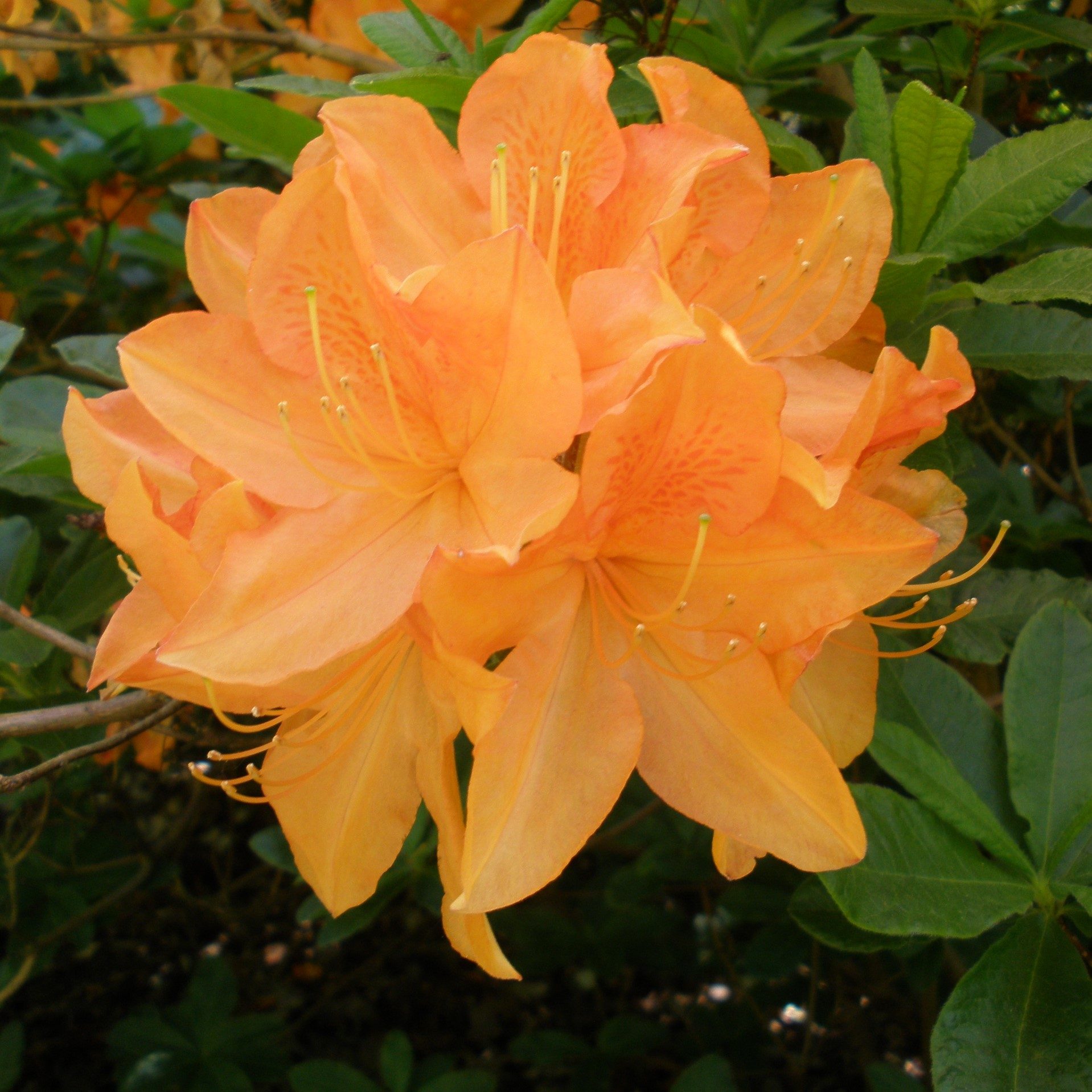 Queen Emma Deciduous Azalea - Buy Rhododendron Queen Emma online ...