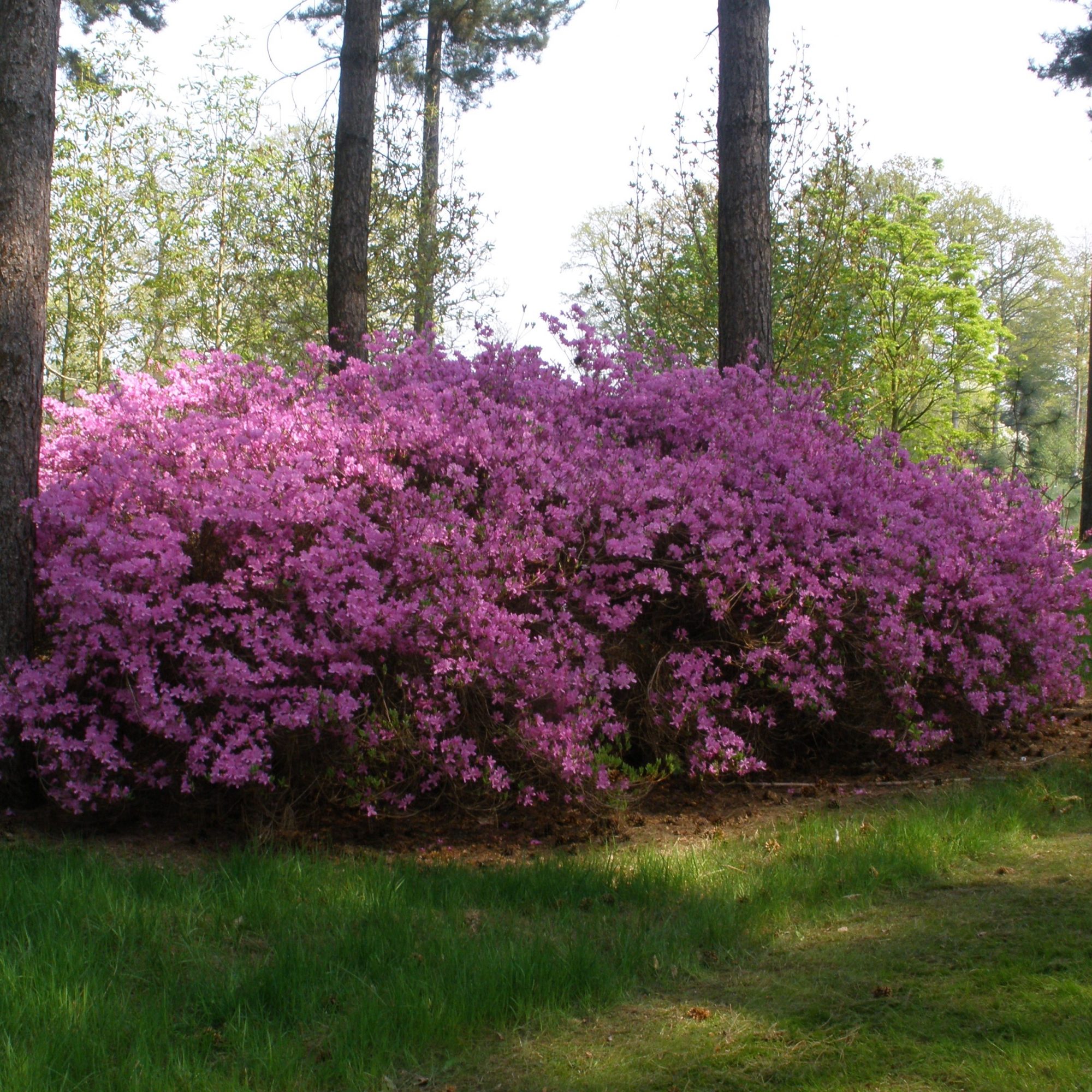 reticulatum Deciduous Azalea - Buy Rhododendron reticulatum online ...