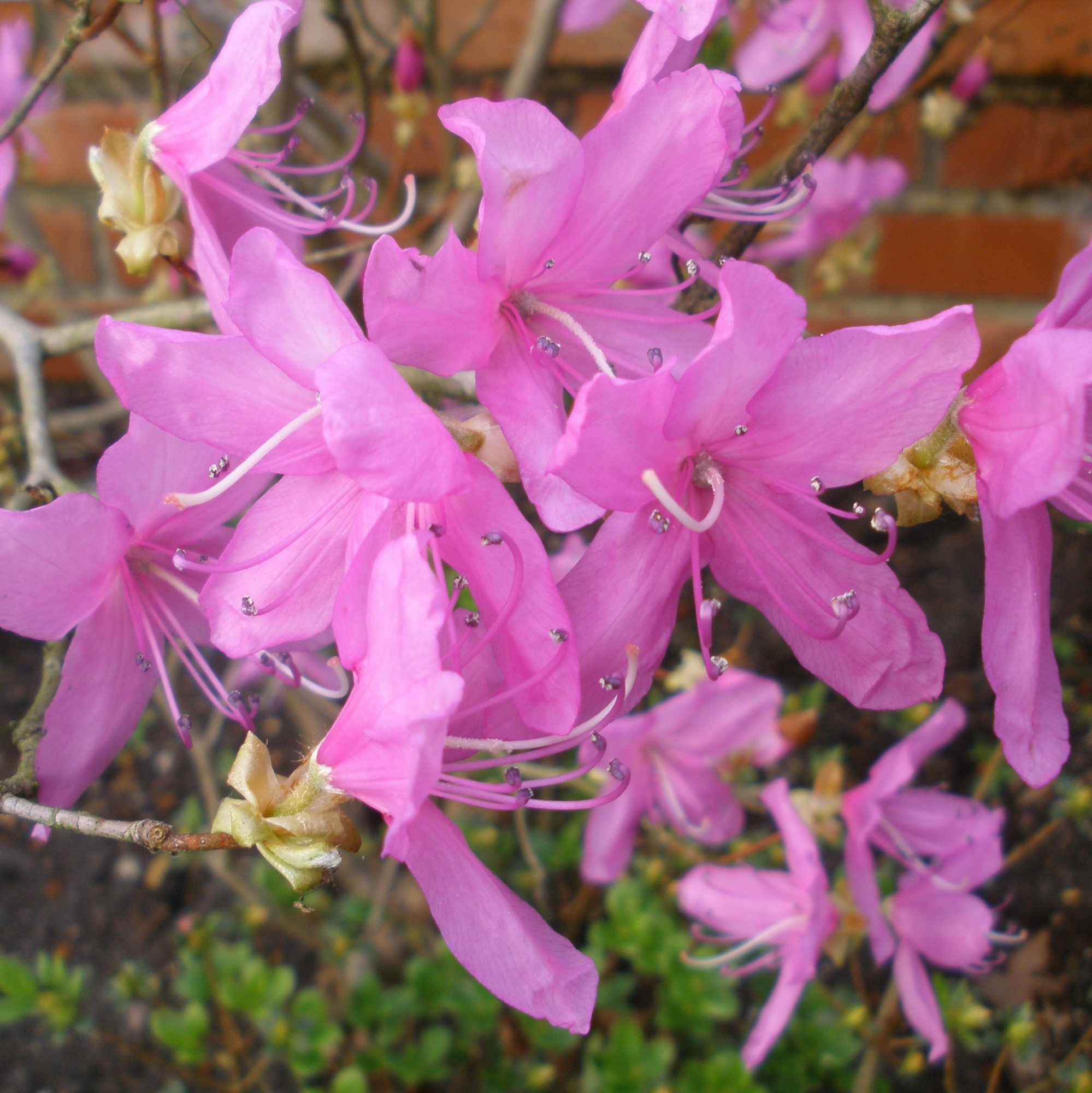 reticulatum Deciduous Azalea - Buy Rhododendron reticulatum online ...