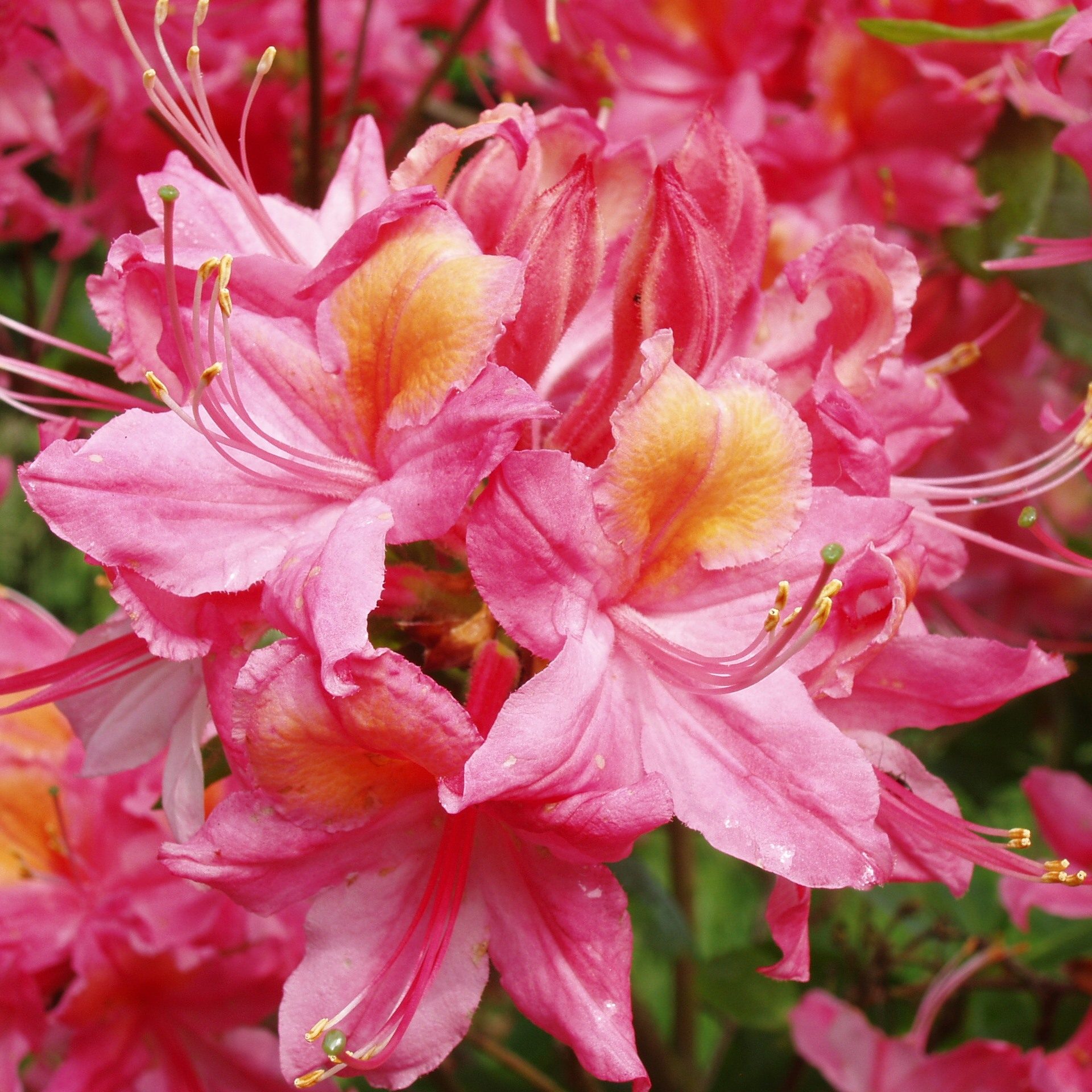 Rosy Fire Deciduous Azalea - Buy Rhododendron Rosy Fire online ...