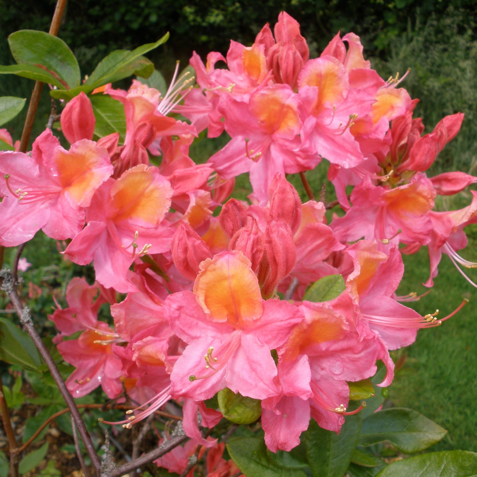 Rosy Fire Deciduous Azalea - Buy Rhododendron Rosy Fire online ...
