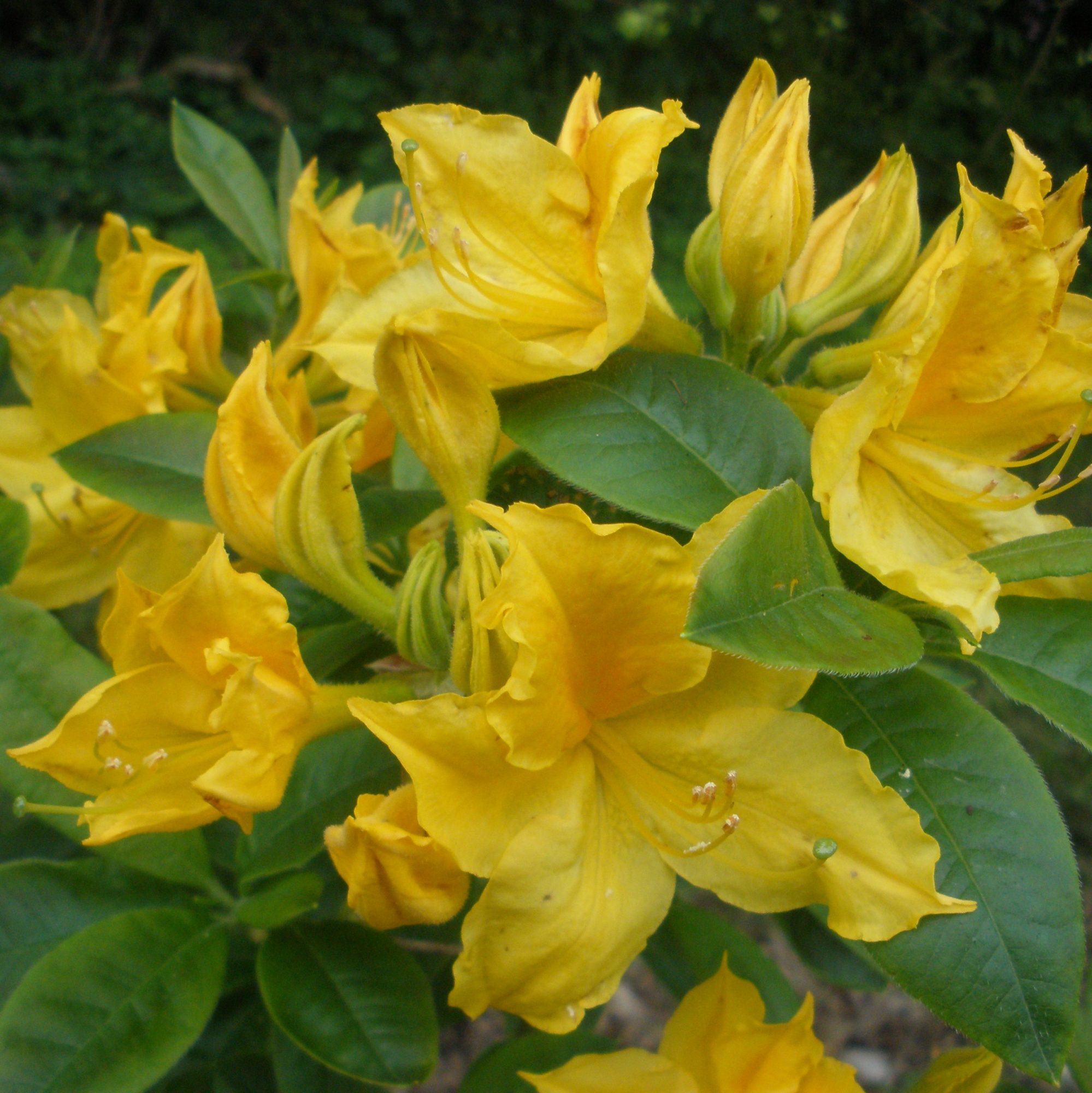 Sahara Deciduous Azalea - Buy Rhododendron Sahara online - Millais ...
