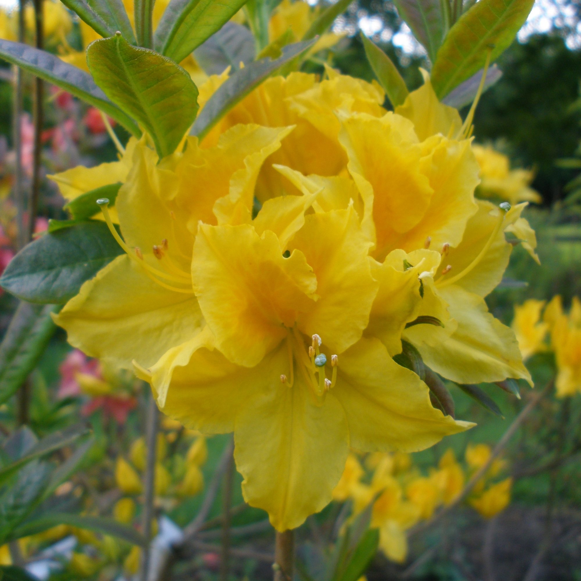 Sahara Deciduous Azalea - Buy Rhododendron Sahara online - Millais ...