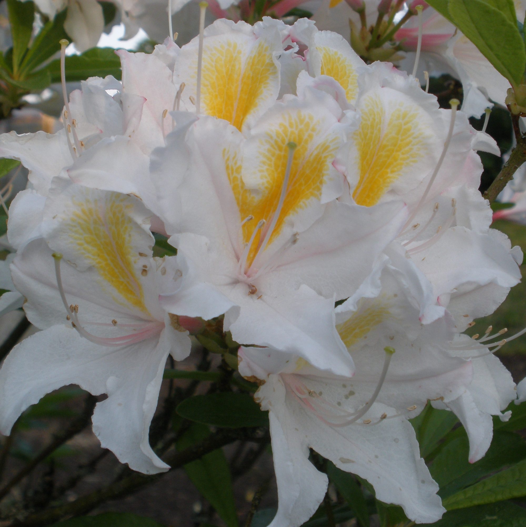 Silver Slipper Deciduous Azalea - Buy Rhododendron Silver Slipper ...