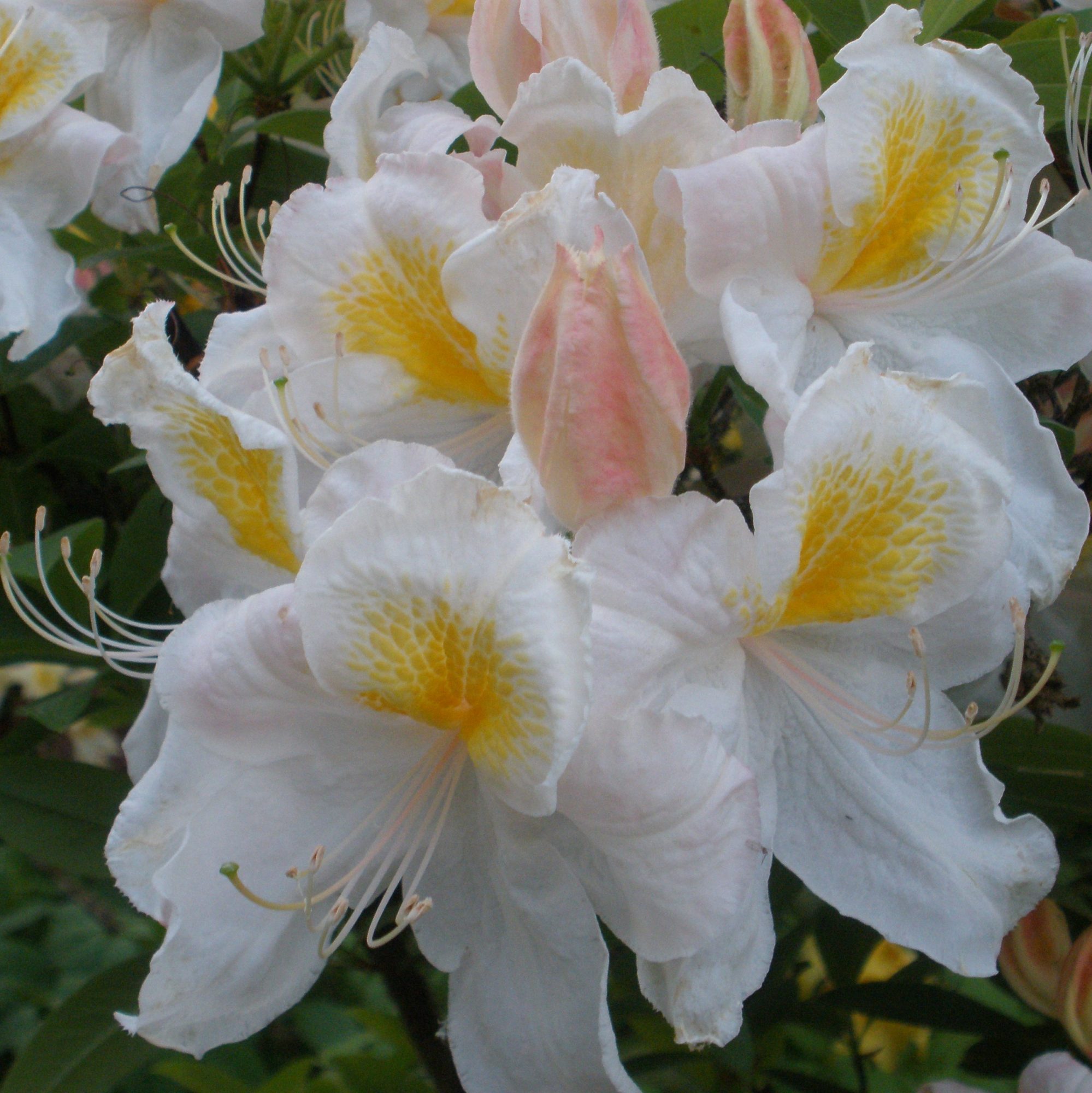Deciduous Azalea Silverwood - Deciduous Azaleas - Millais Nurseries