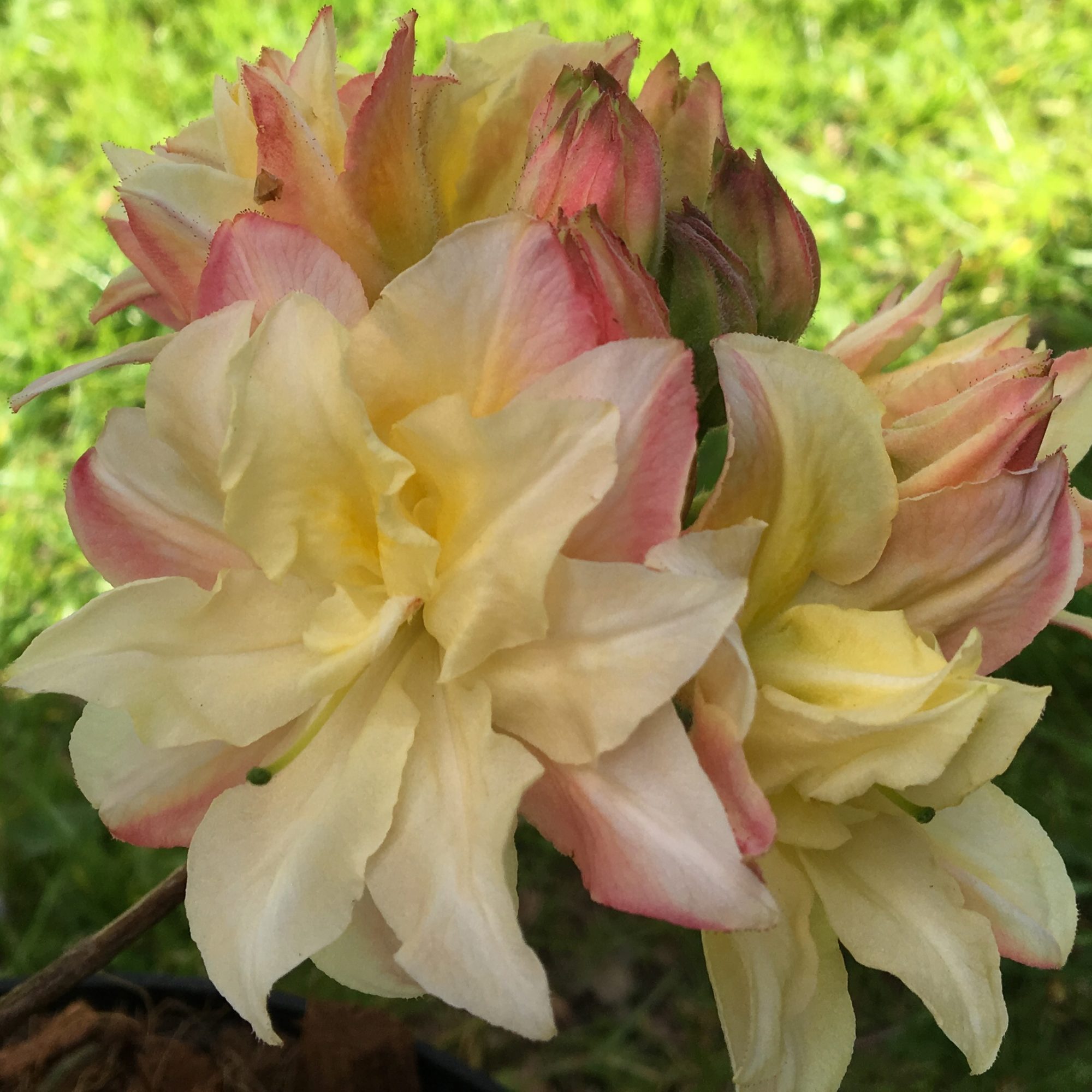 Deciduous Azalea Soft Lights - Deciduous Azaleas - Millais Nurseries