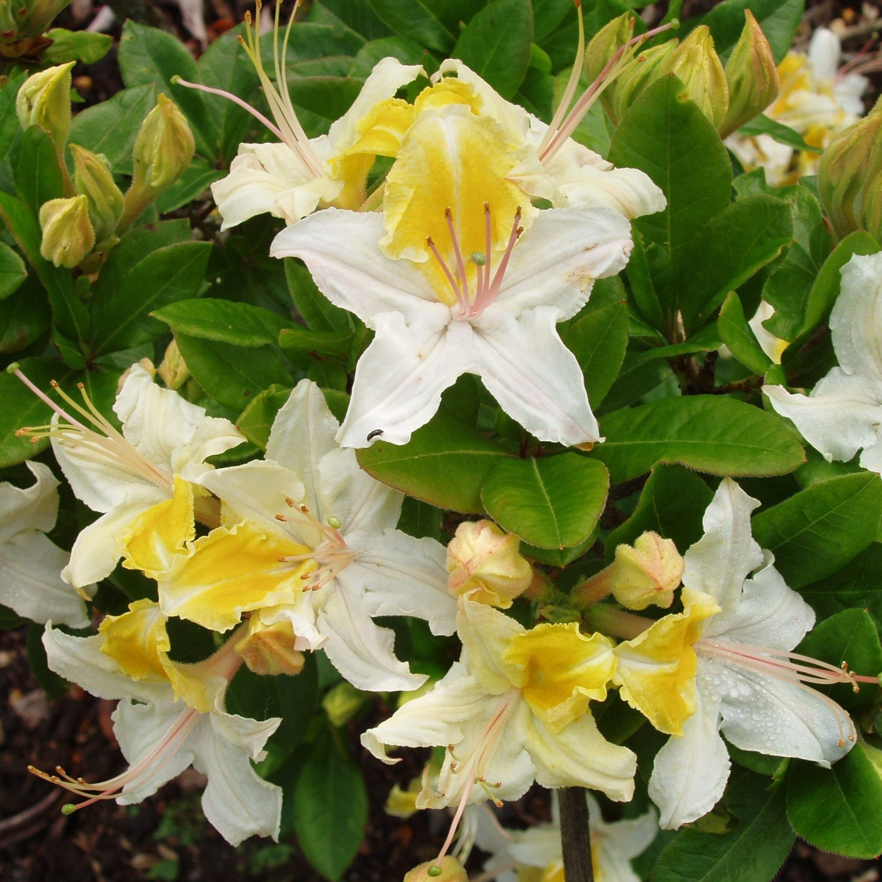 Deciduous Azalea Stopham Girl - Deciduous Azaleas - Millais Nurseries