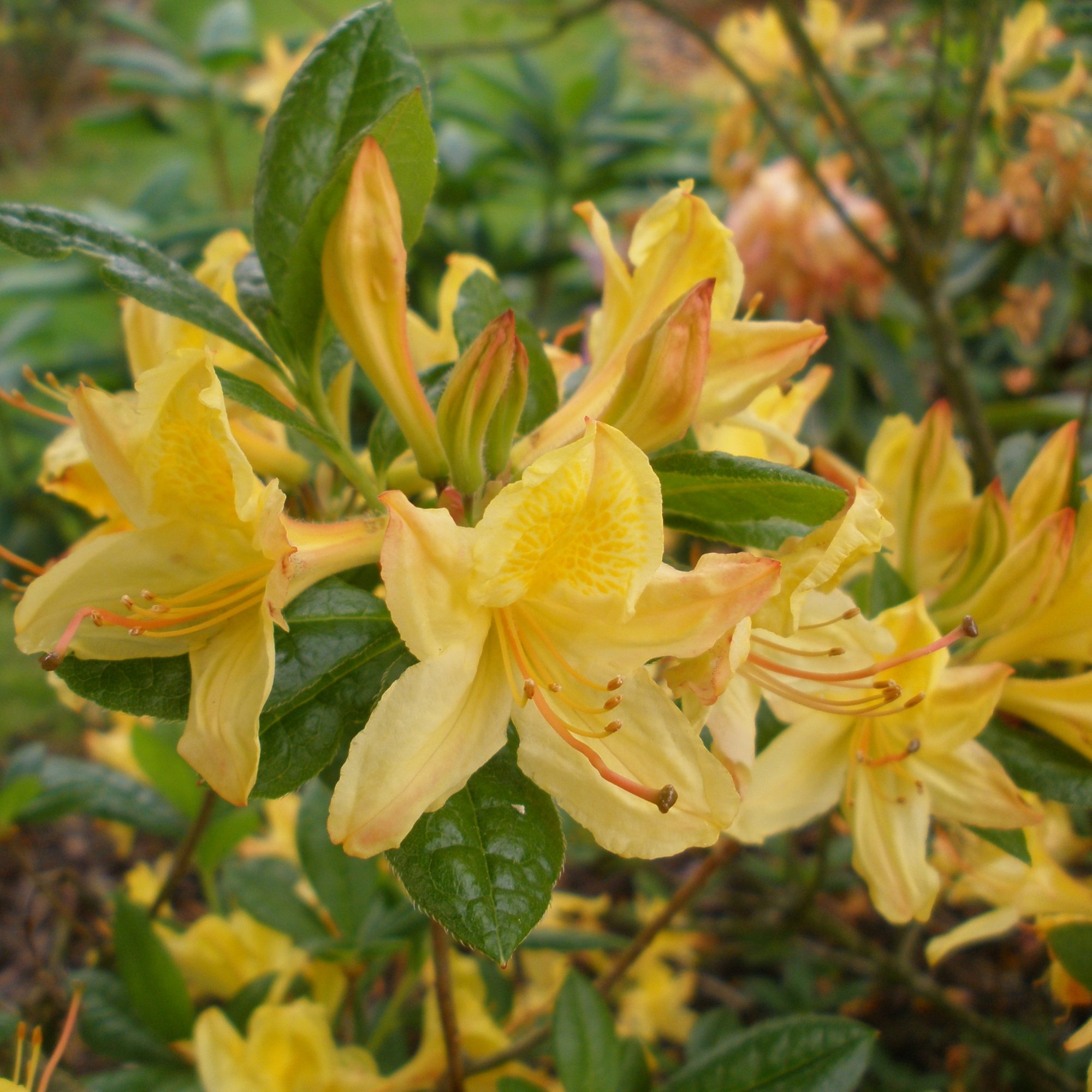 Stopham Gold Deciduous Azalea - Buy Rhododendron Stopham Gold online ...
