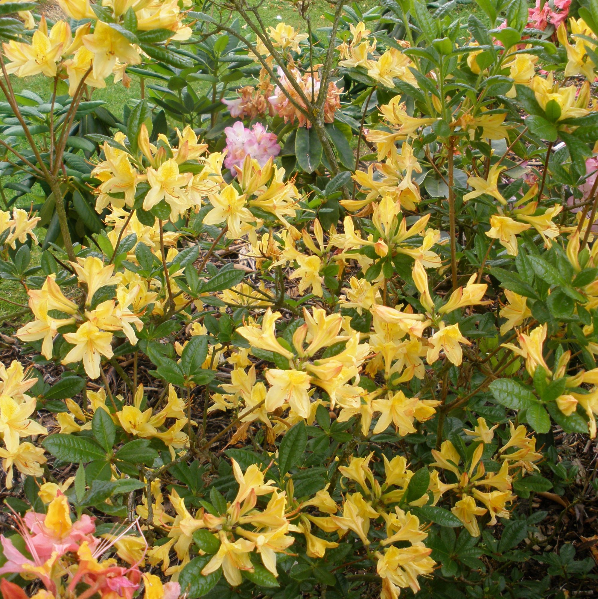 Stopham Gold Deciduous Azalea - Buy Rhododendron Stopham Gold online ...