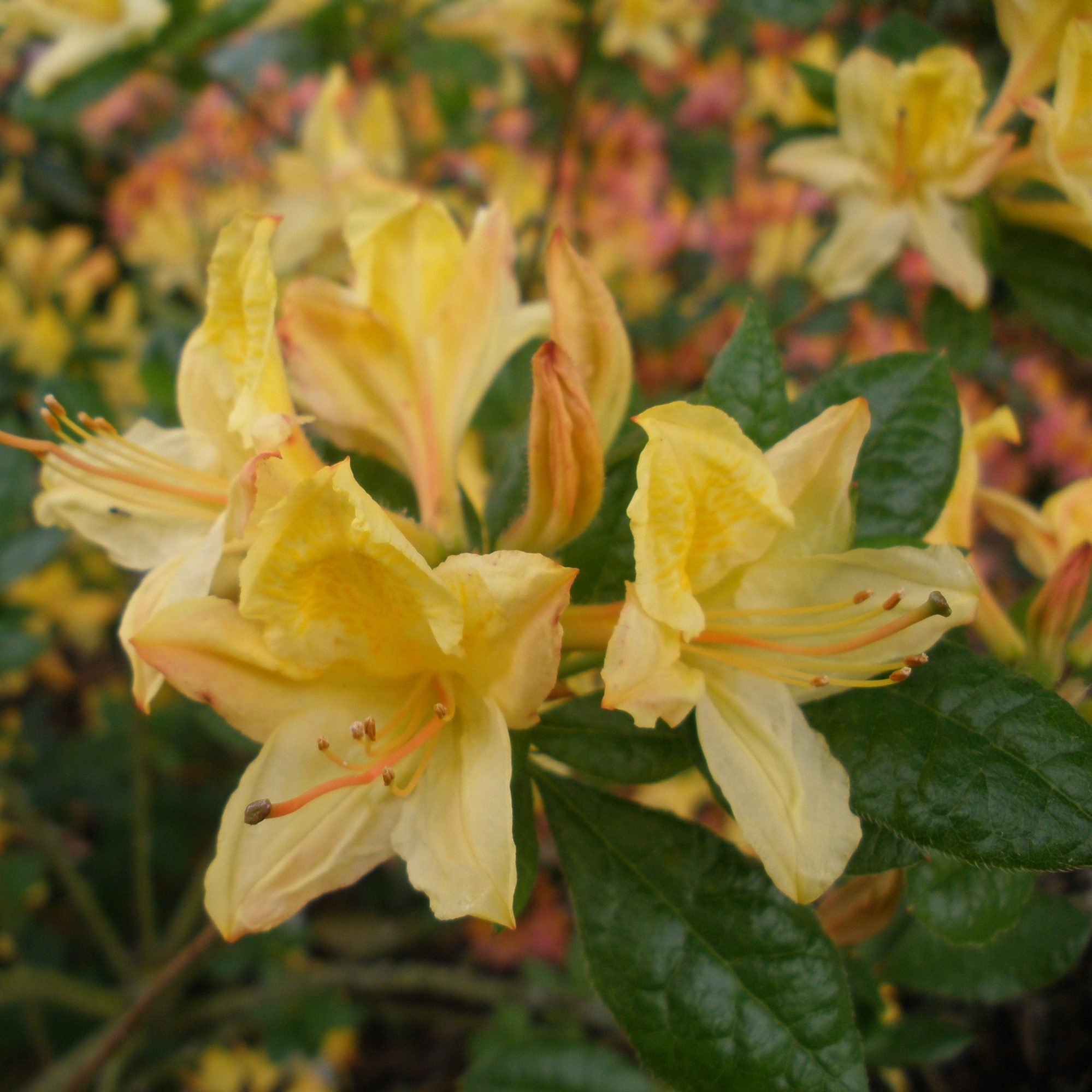 Stopham Gold Deciduous Azalea - Buy Rhododendron Stopham Gold online ...