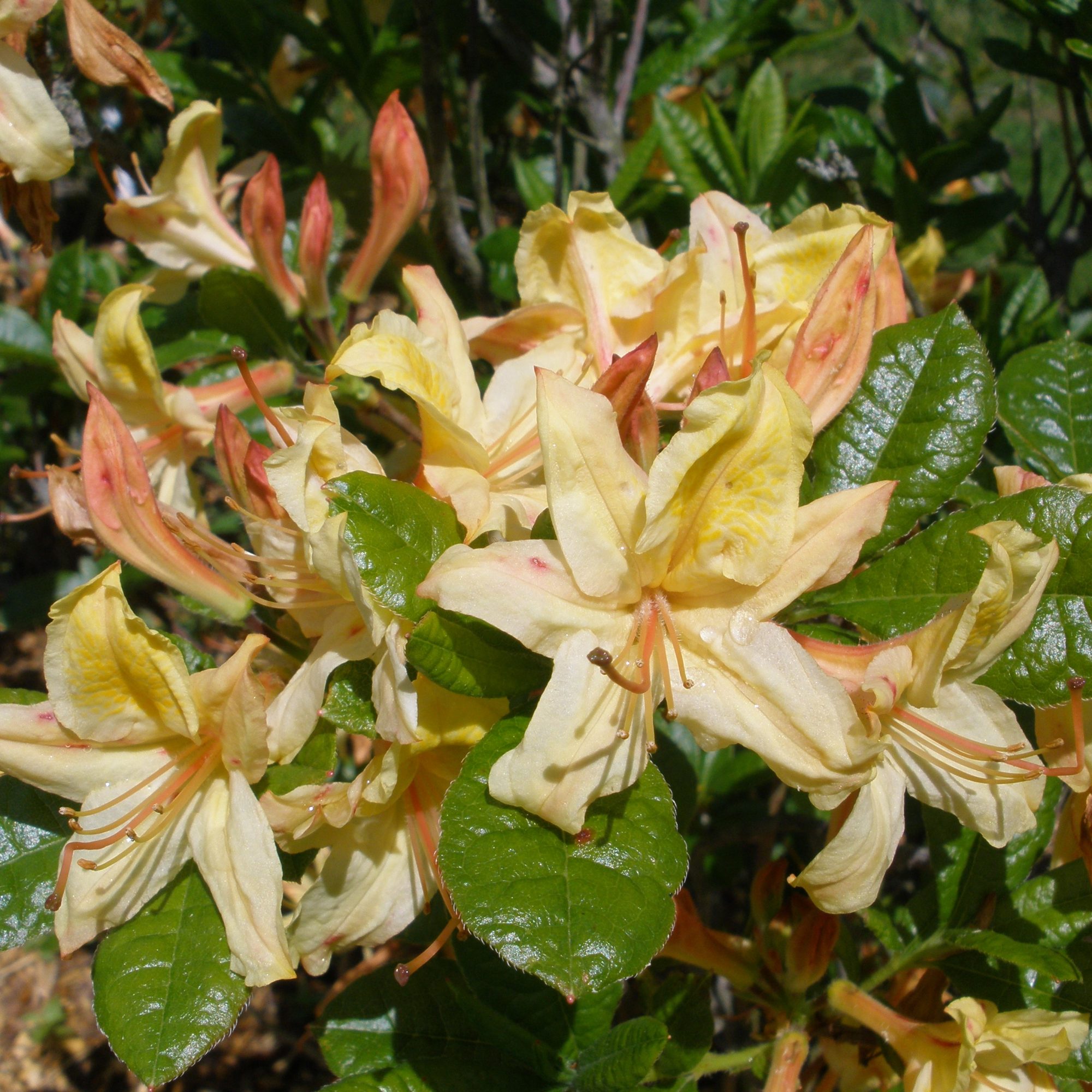 Stopham Gold Deciduous Azalea - Buy Rhododendron Stopham Gold online ...