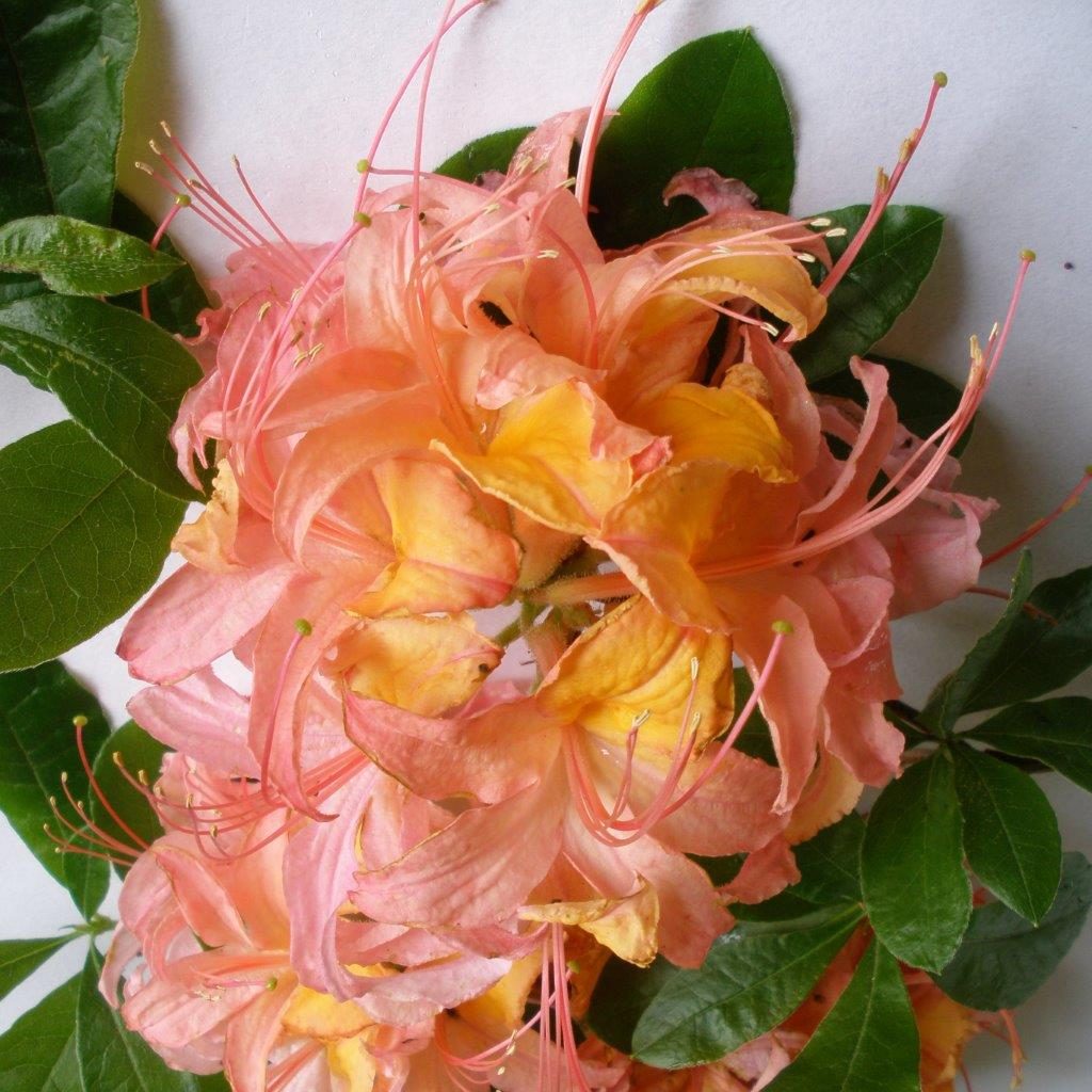 Deciduous Azalea Stopham Joy - Deciduous Azaleas - Millais Nurseries