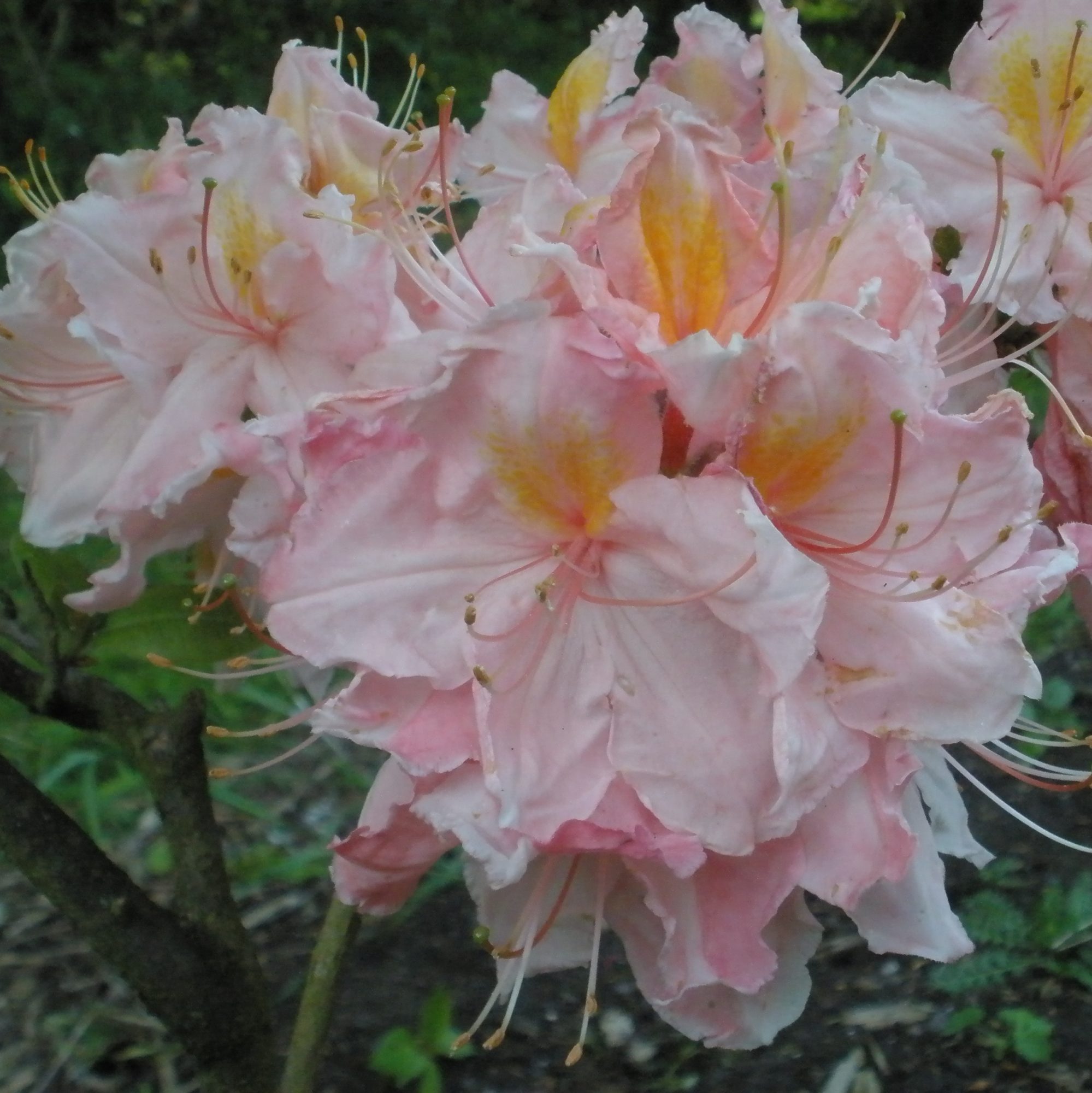 Strawberry Ice Deciduous Azalea - Buy Rhododendron Strawberry Ice AGM ...