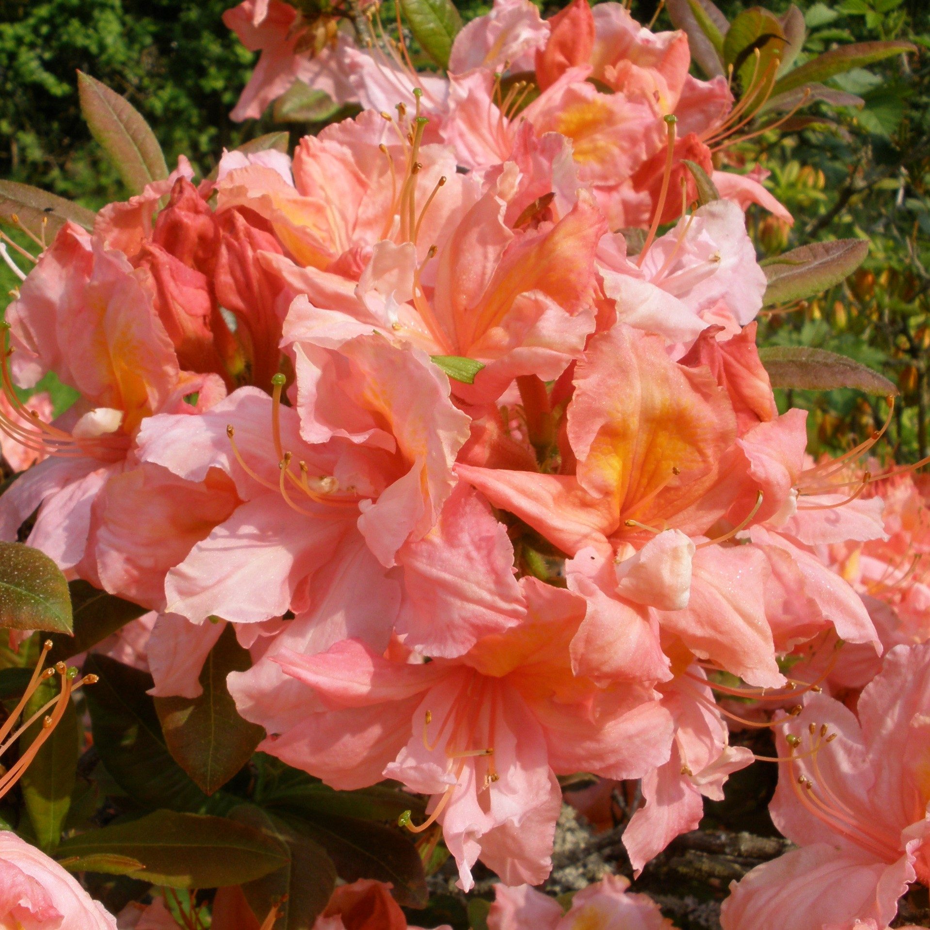 Strawberry Ice Deciduous Azalea - Buy Rhododendron Strawberry Ice AGM ...