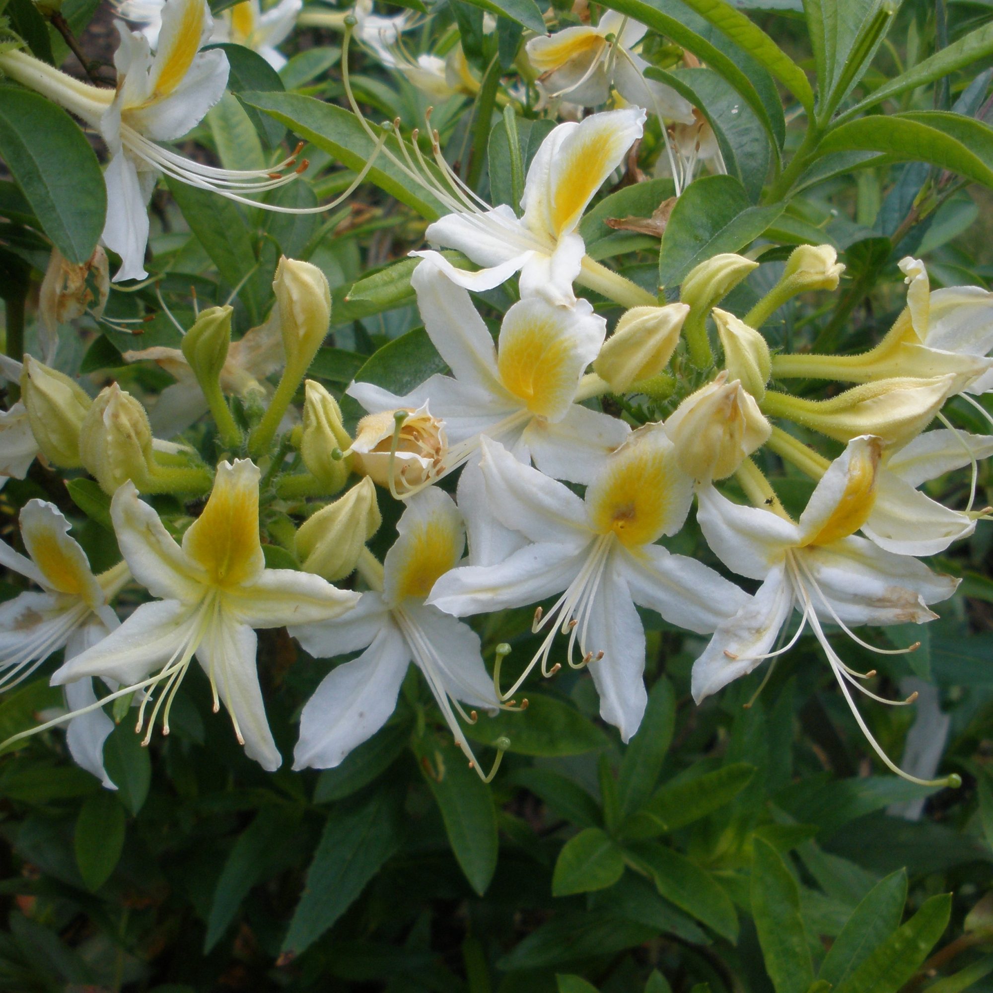 Summer Fragrance Deciduous Azalea - Buy Rhododendron Summer Fragrance ...