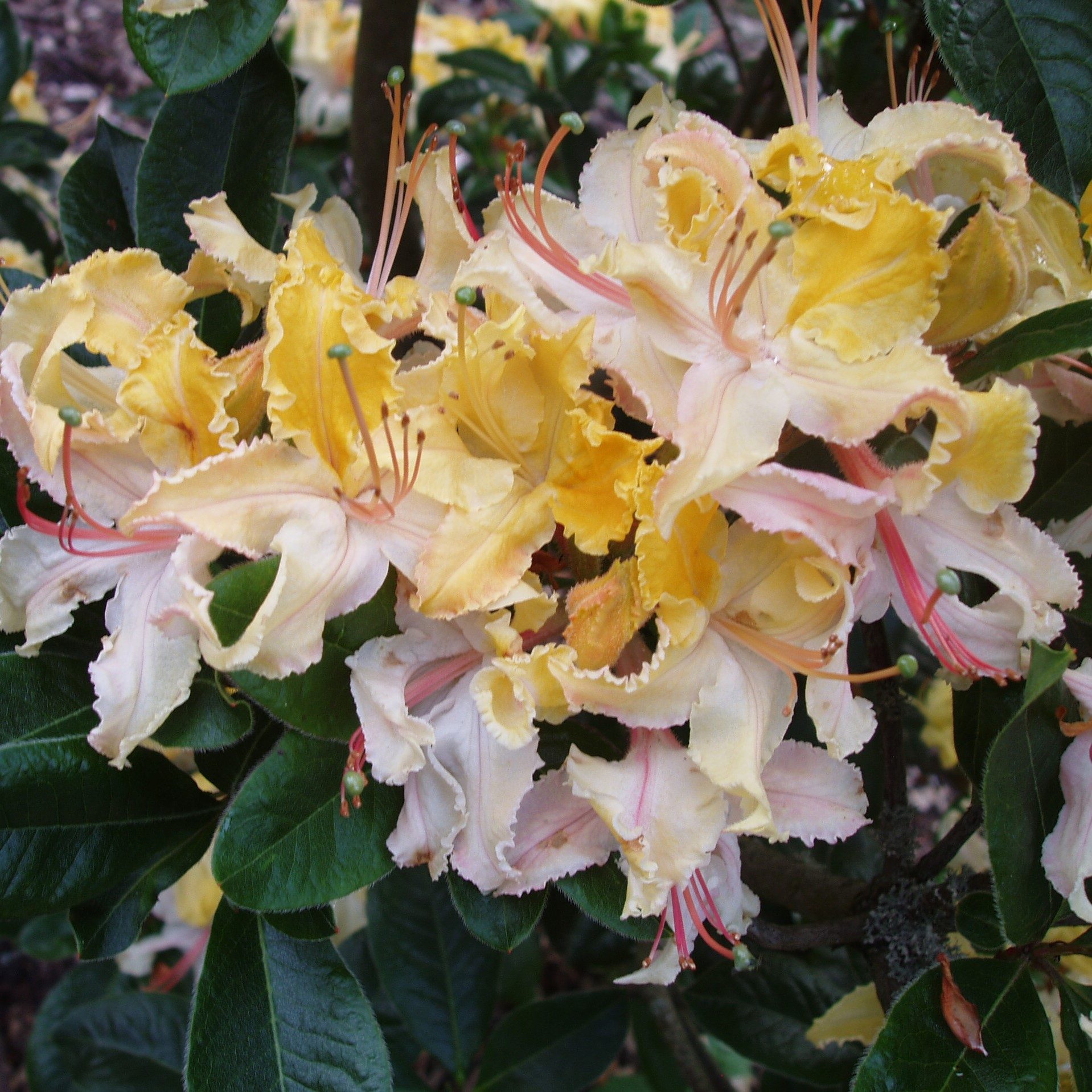 Deciduous Azalea Summer Sunshine - Deciduous Azaleas - Millais Nurseries