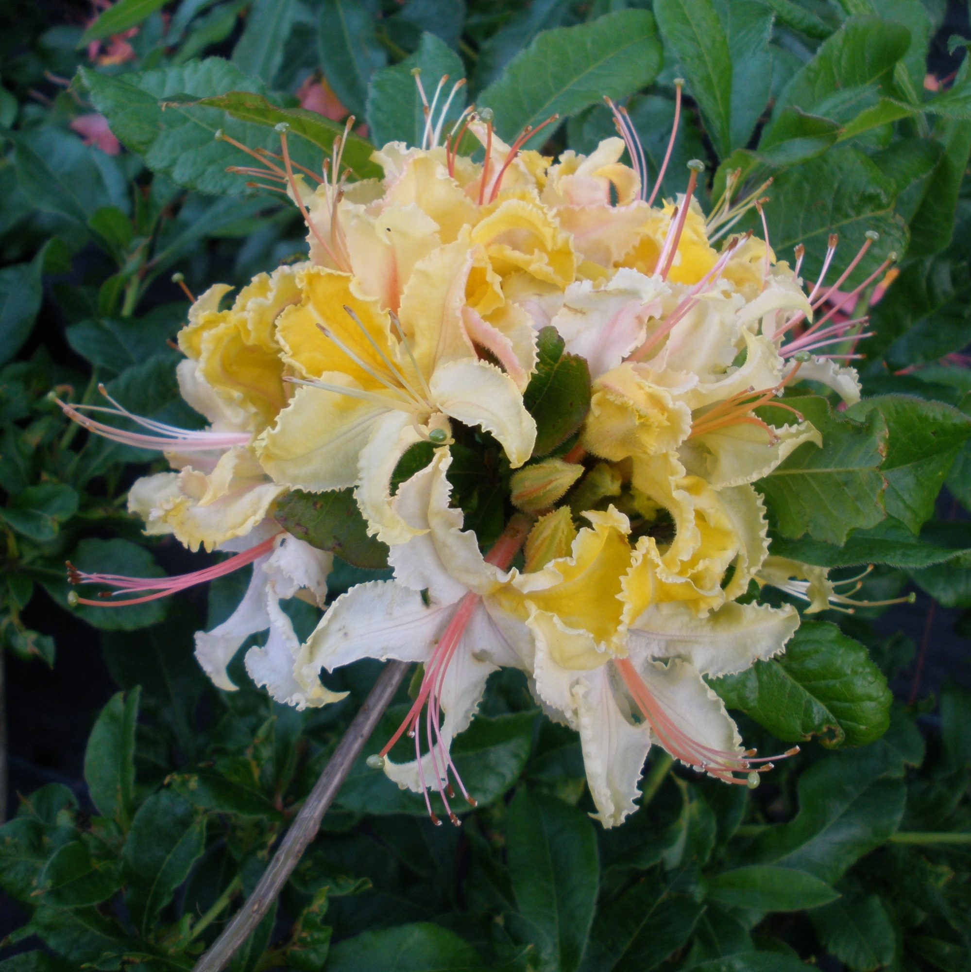 Deciduous Azalea Summer Sunshine - Deciduous Azaleas - Millais Nurseries
