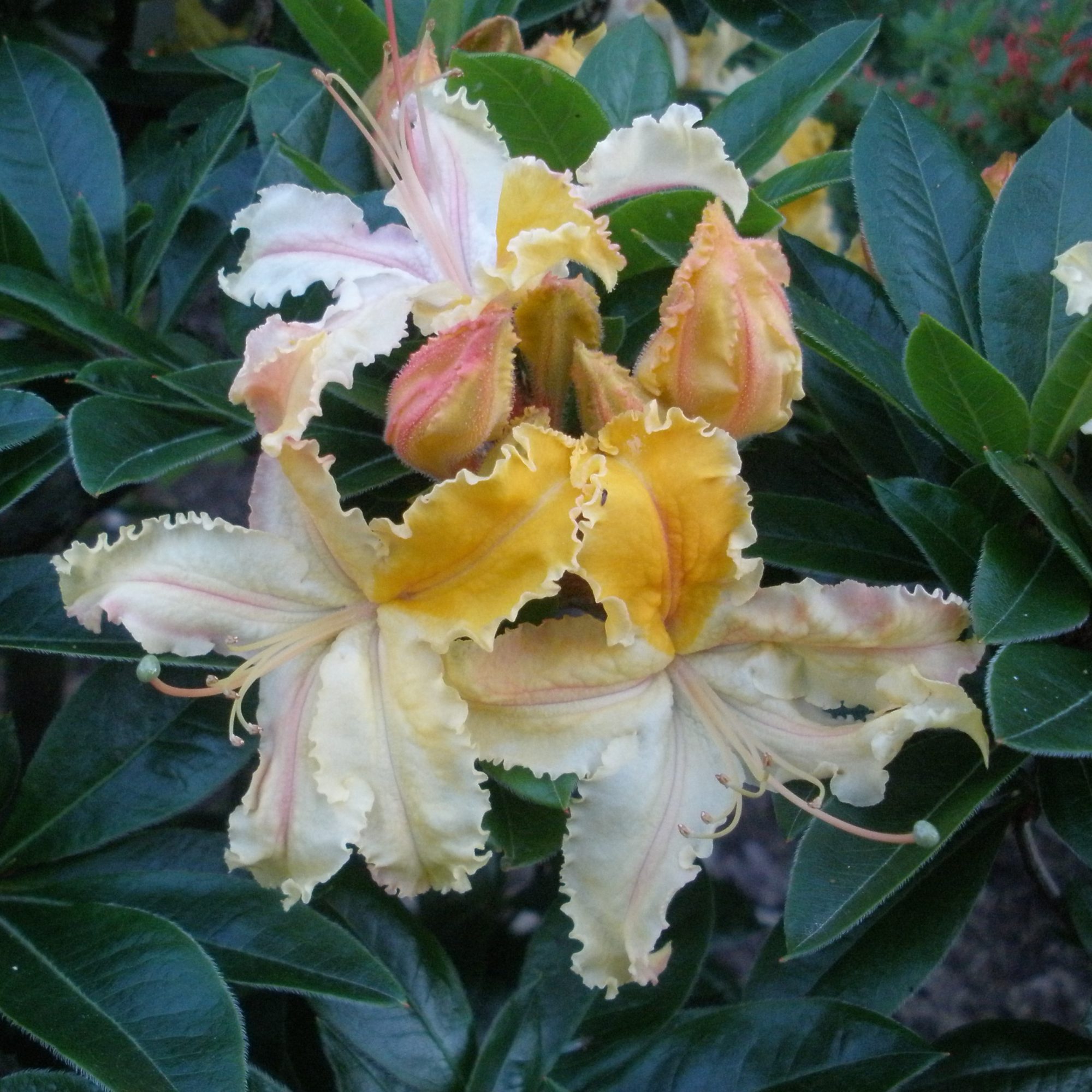 Deciduous Azalea Summer Sunshine - Deciduous Azaleas - Millais Nurseries