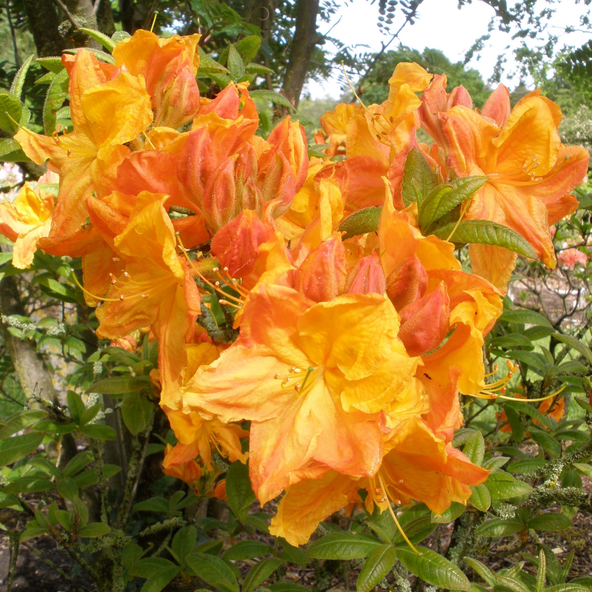 Sunte Nectarine Deciduous Azalea - Buy Rhododendron Sunte Nectarine ...