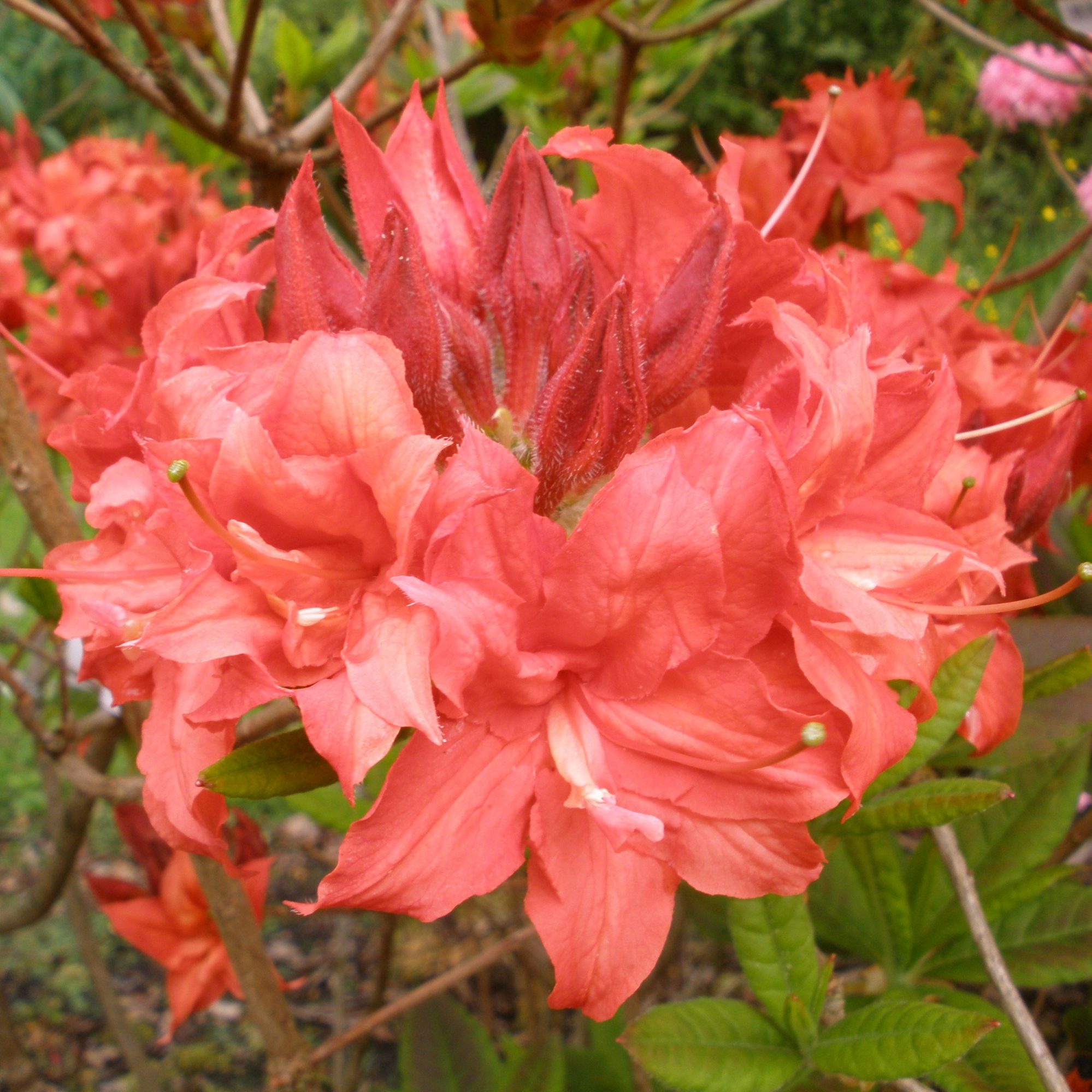 Thomas David Deciduous Azalea - Buy Thomas David Rhododendrons online ...