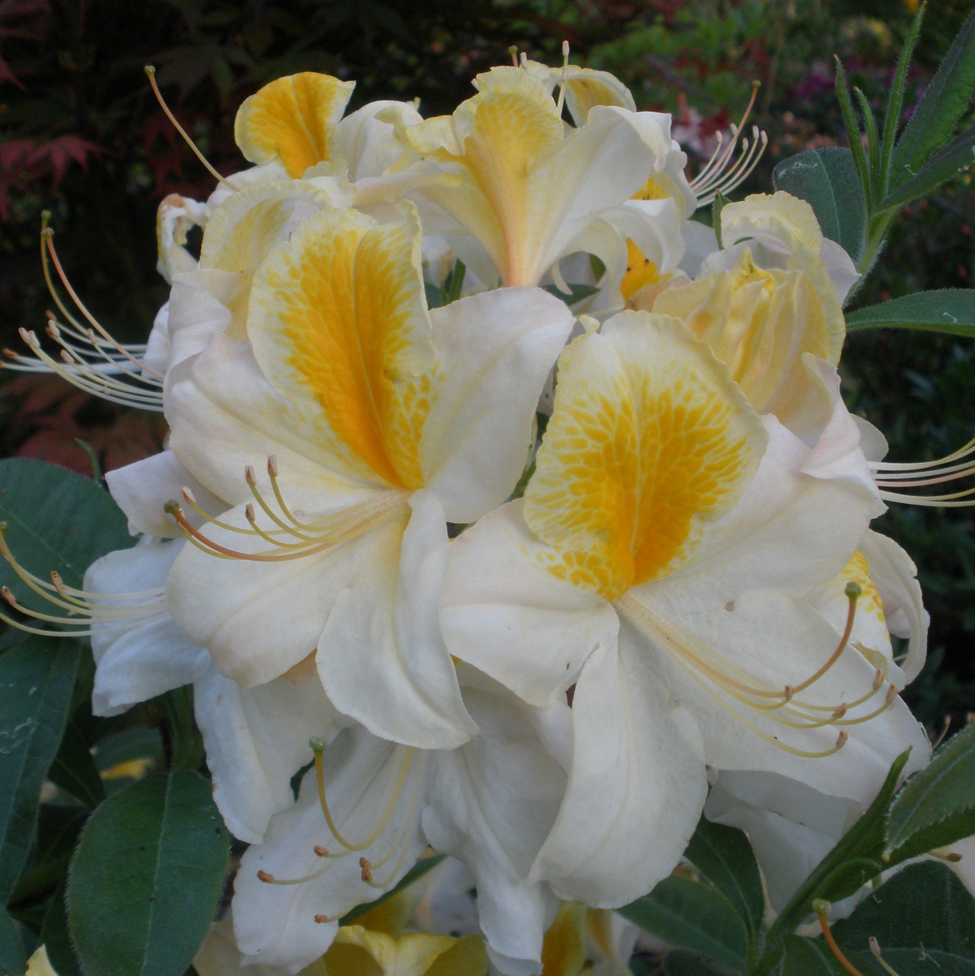 Deciduous Azalea Toucan - Deciduous Azaleas - Millais Nurseries