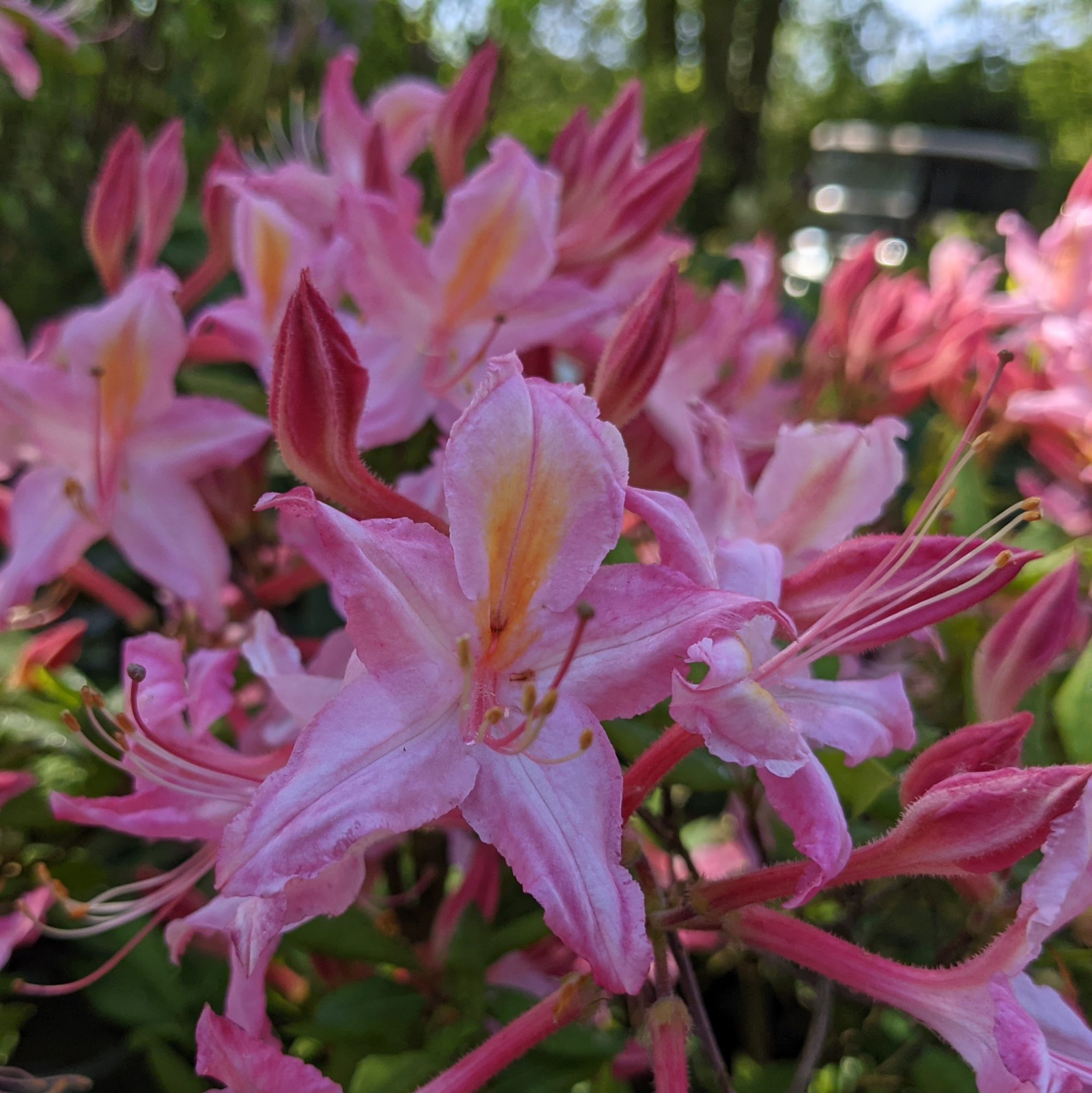 Deciduous Azalea Tower Beauty - Deciduous Azaleas - Millais Nurseries