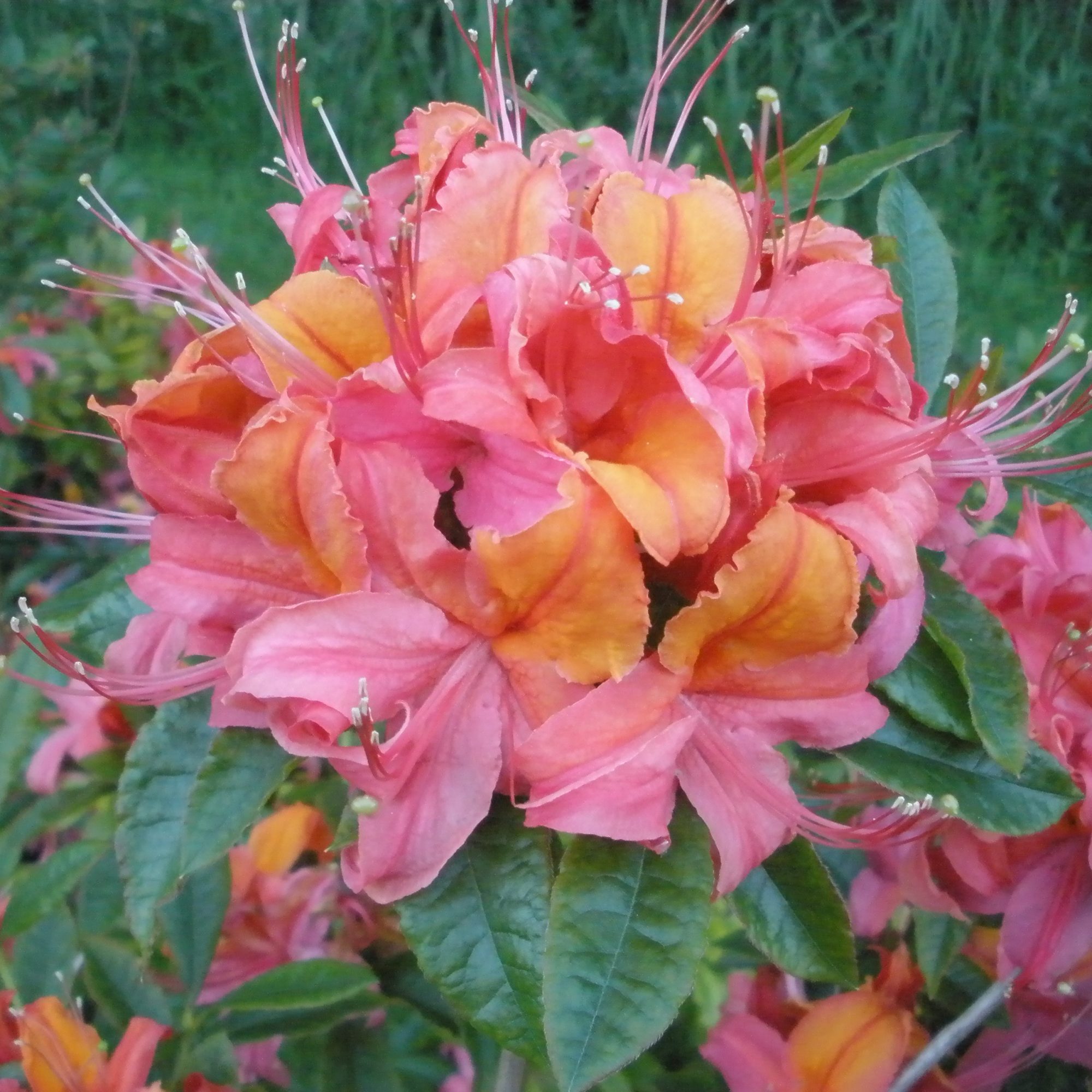 Tropical Salad Deciduous Azalea - Buy Rhododendron Tropical Salad ...