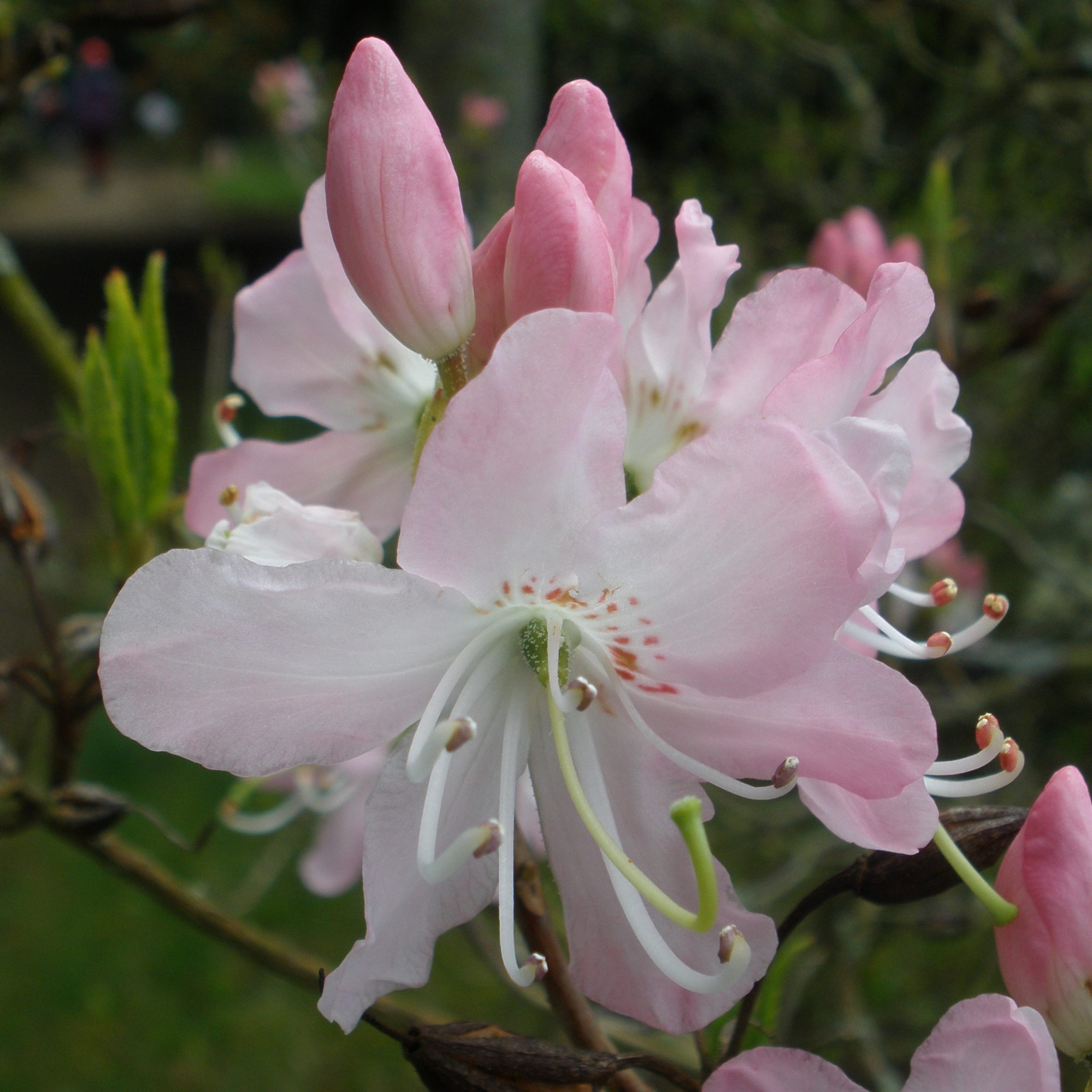 vaseyi Deciduous Azalea - Buy Rhododendron vaseyi AGM online - Millais ...