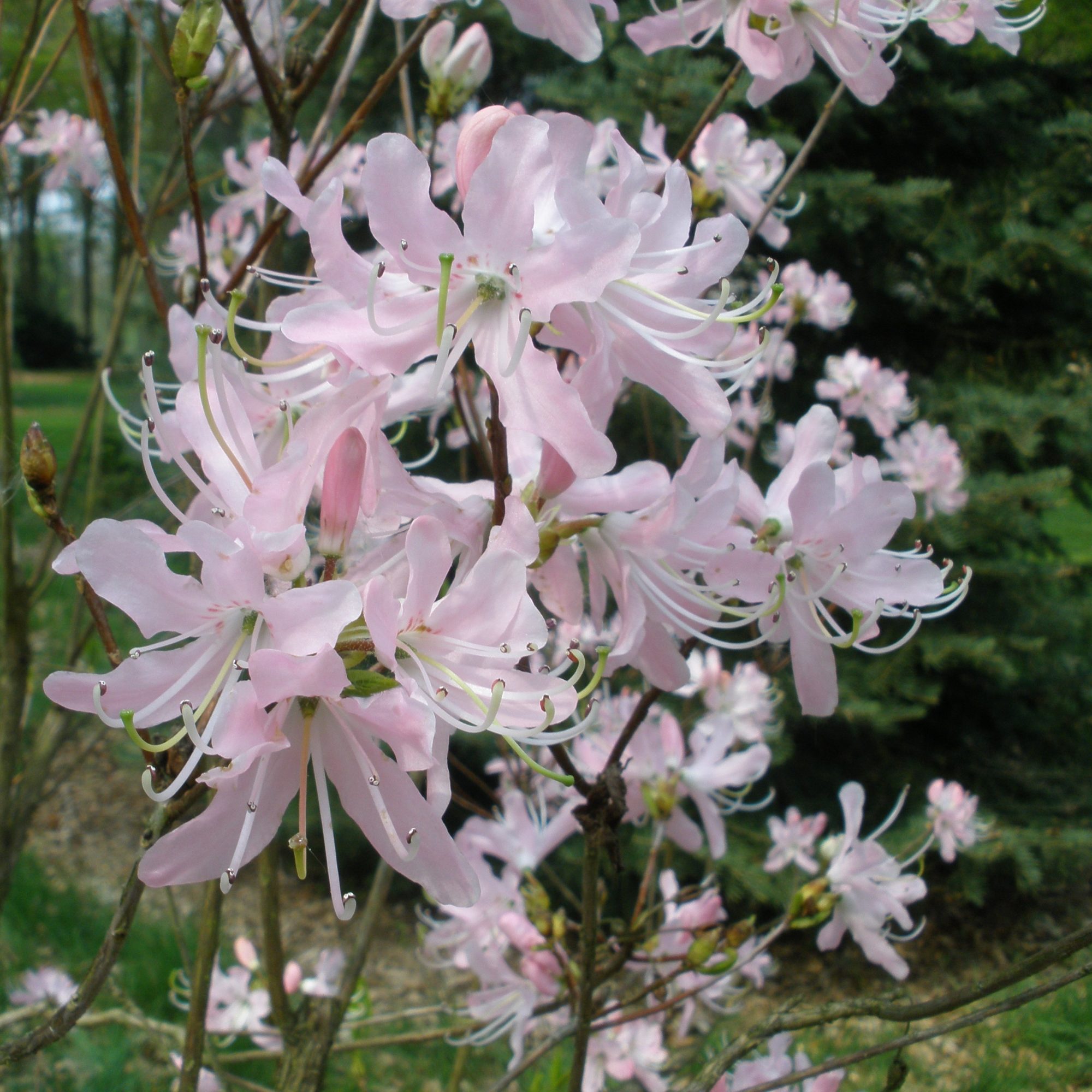 vaseyi Deciduous Azalea - Buy Rhododendron vaseyi AGM online - Millais ...