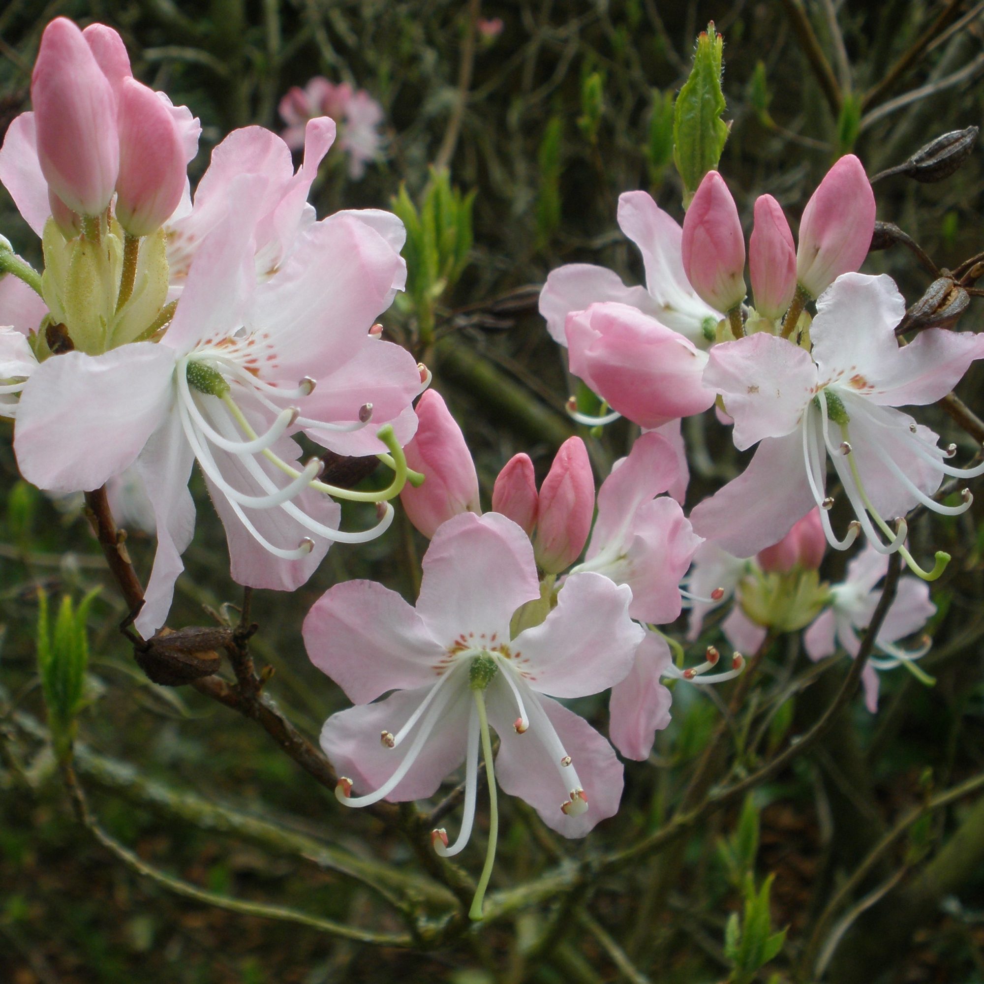 vaseyi Deciduous Azalea - Buy Rhododendron vaseyi AGM online - Millais ...