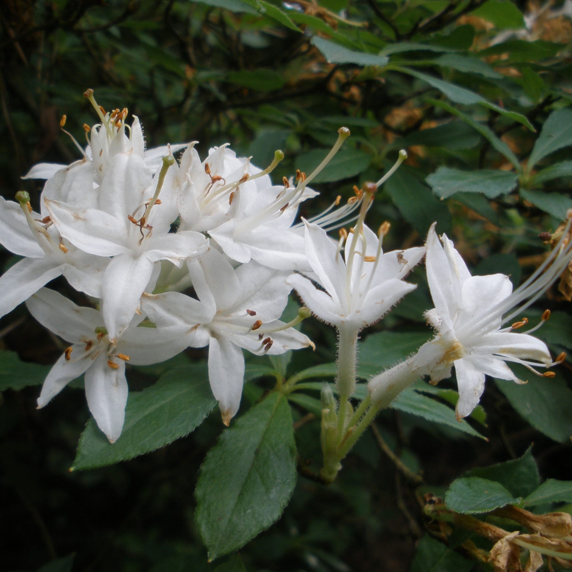 viscosum Deciduous Azalea - Buy Rhododendron viscosum AGM online ...