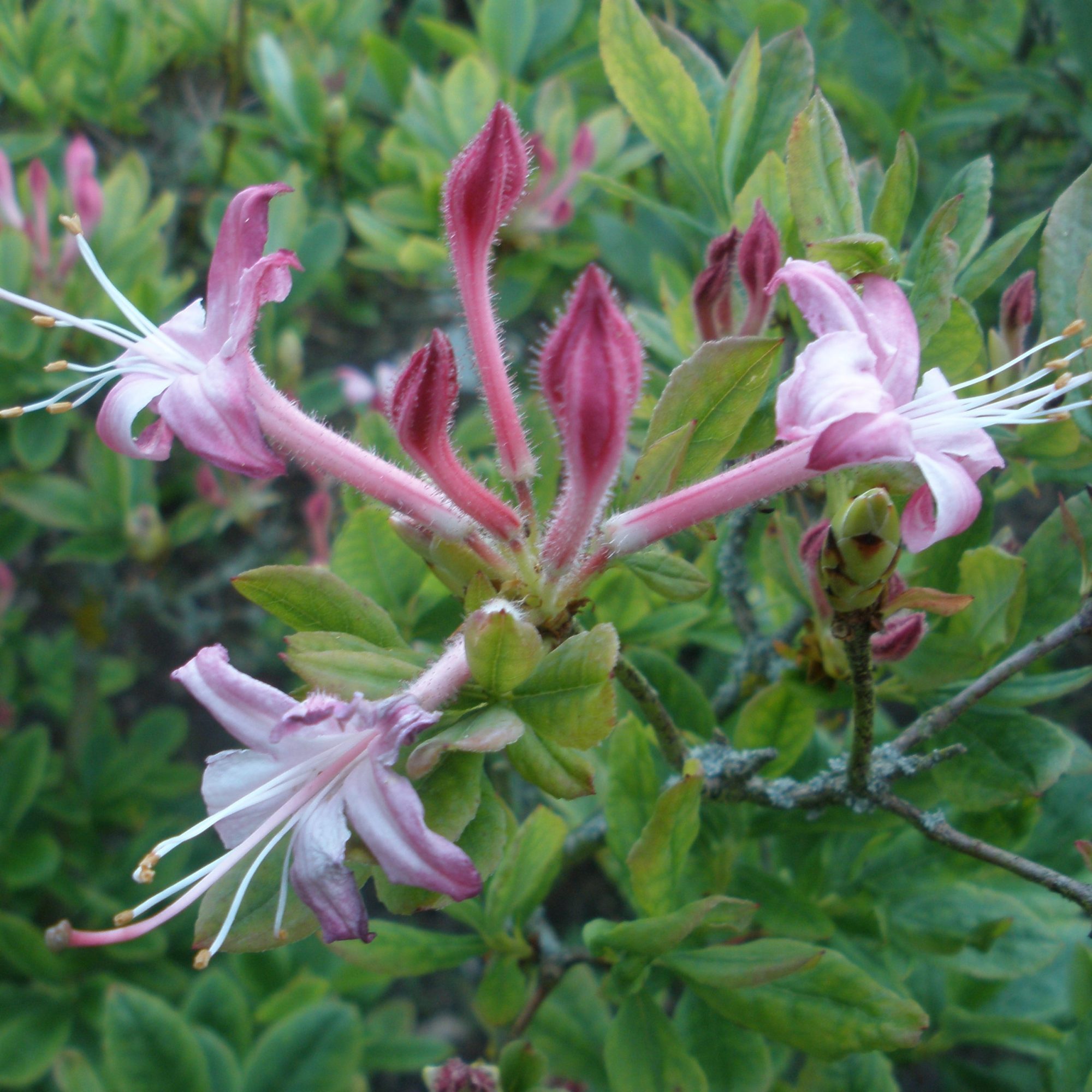 viscosum rhodanthum Deciduous Azalea - Buy Rhododendron viscosum ...